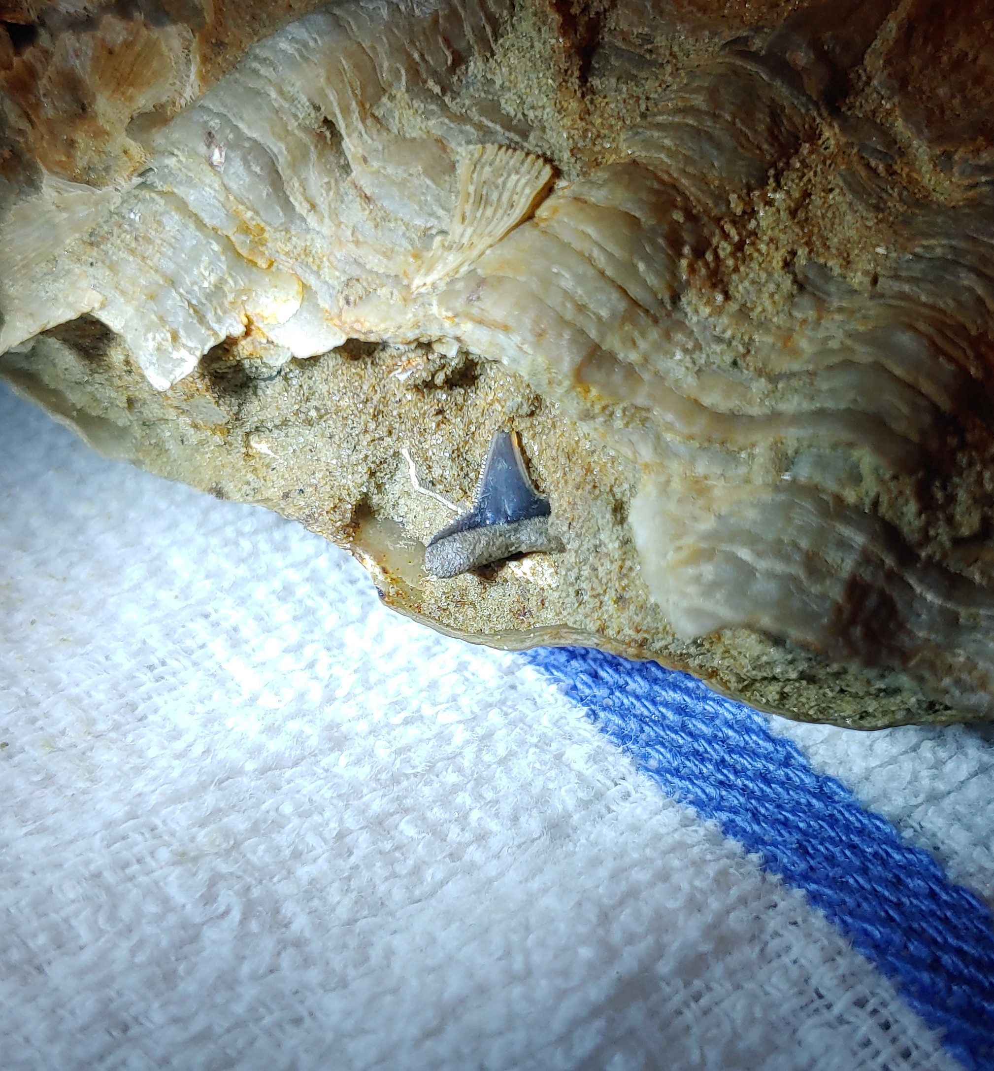 Stratford Cliffs Trip - 8/12/20 - Fossil Hunting Trips - The Fossil Forum
