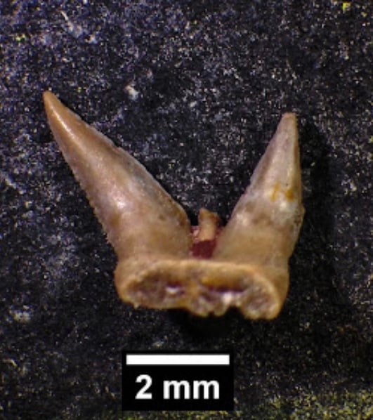 Dimetrodon tooth? - Fossil ID - The Fossil Forum
