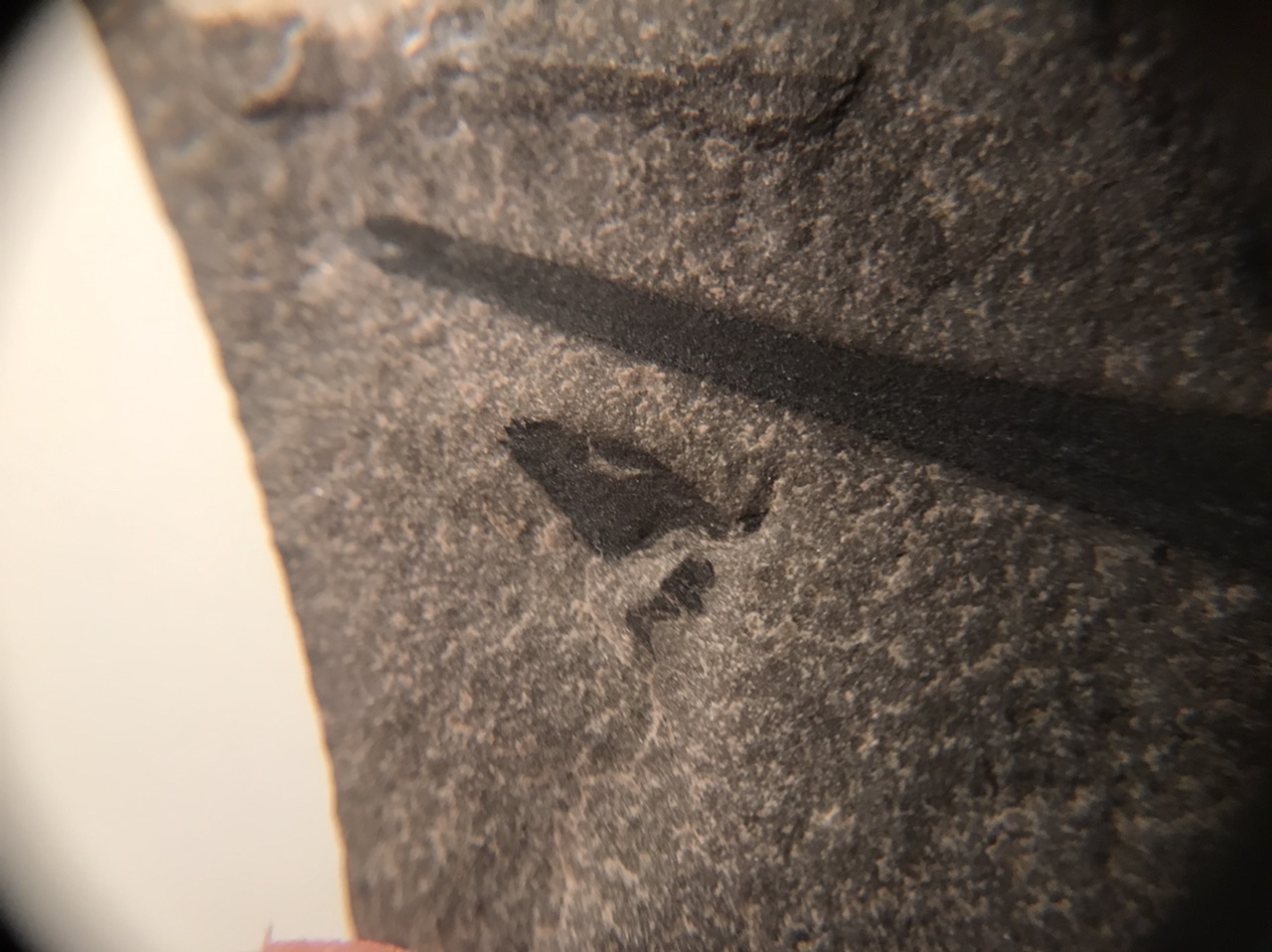Some more finds from my eurypterid expedition - Fossil Hunting Trips ...