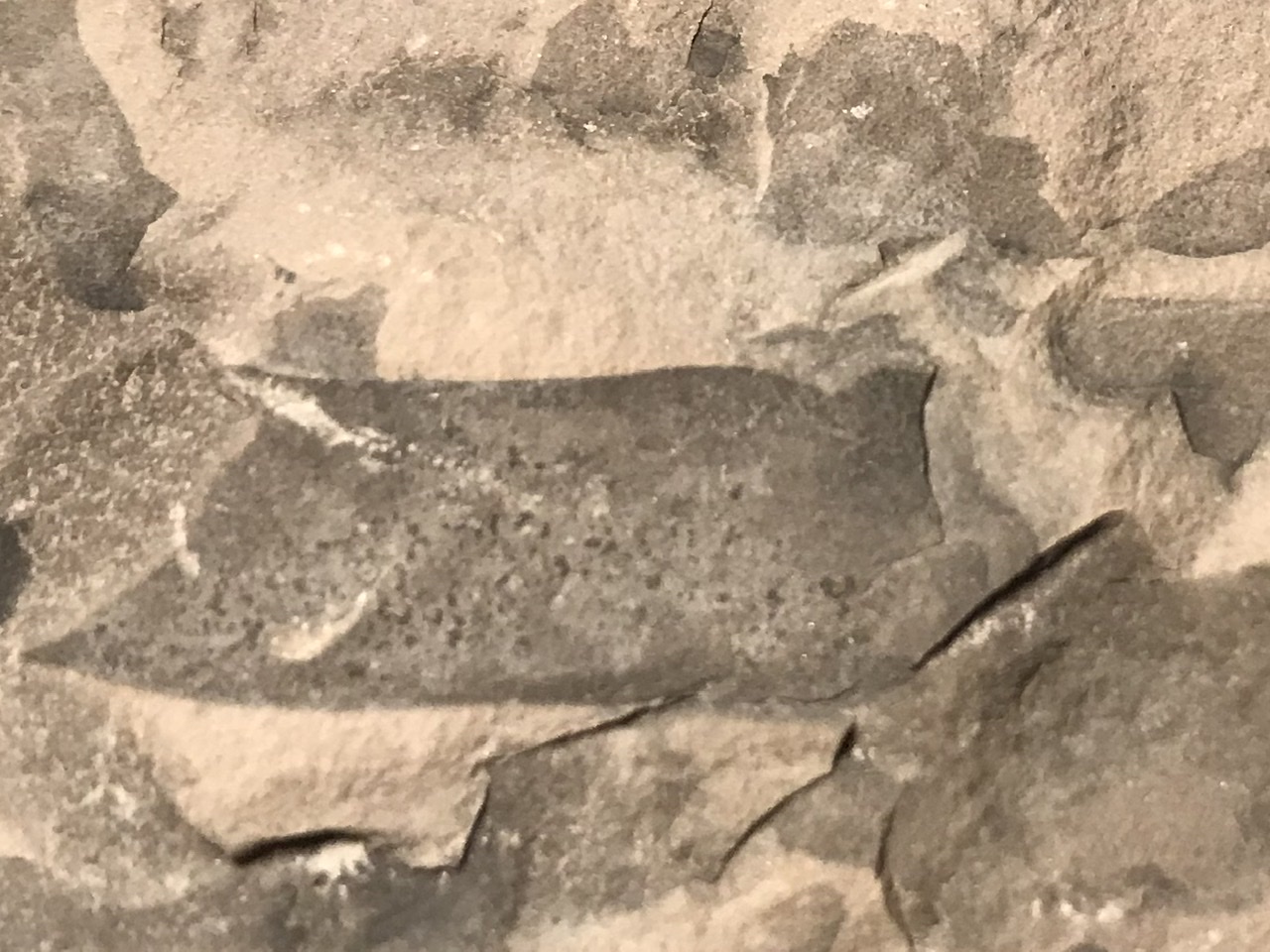 Some more finds from my eurypterid expedition - Fossil Hunting Trips ...