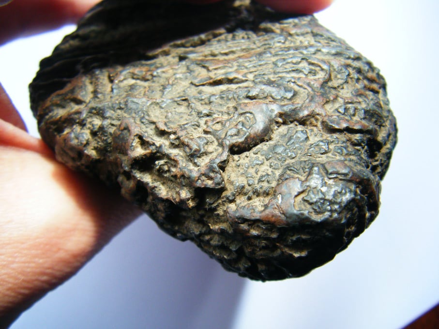 An item with an XRF for a possible ID - Fossil ID - The Fossil Forum