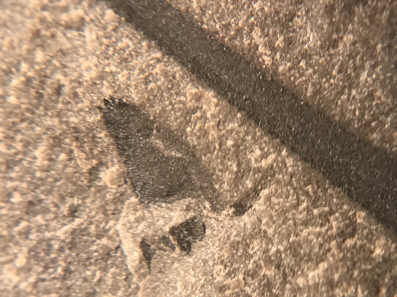 Some more finds from my eurypterid expedition - Fossil Hunting Trips ...