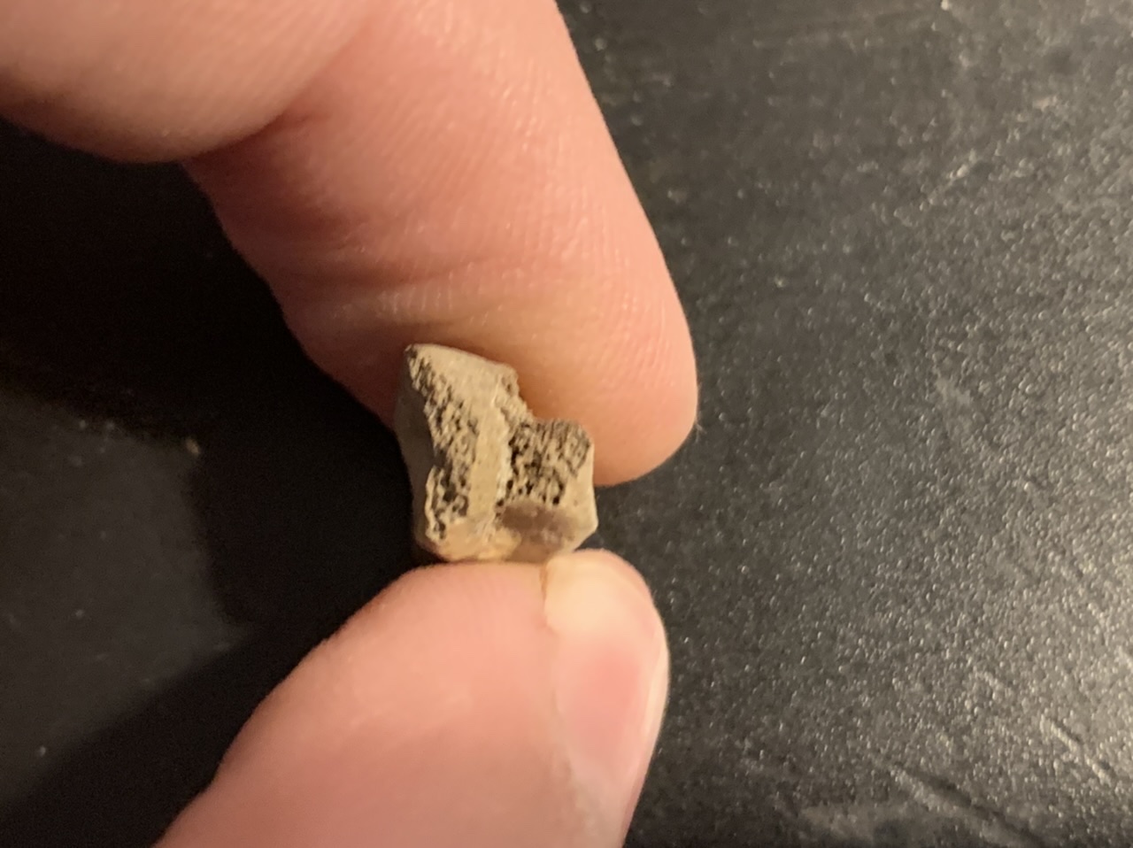 Toe/Finger bone? - Fossil ID - The Fossil Forum