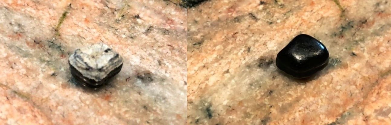 Fish teeth? - Fossil ID - The Fossil Forum
