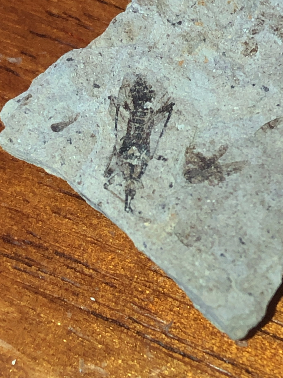 Plants and Insects From Florissant 2 - Fossil ID - The Fossil Forum