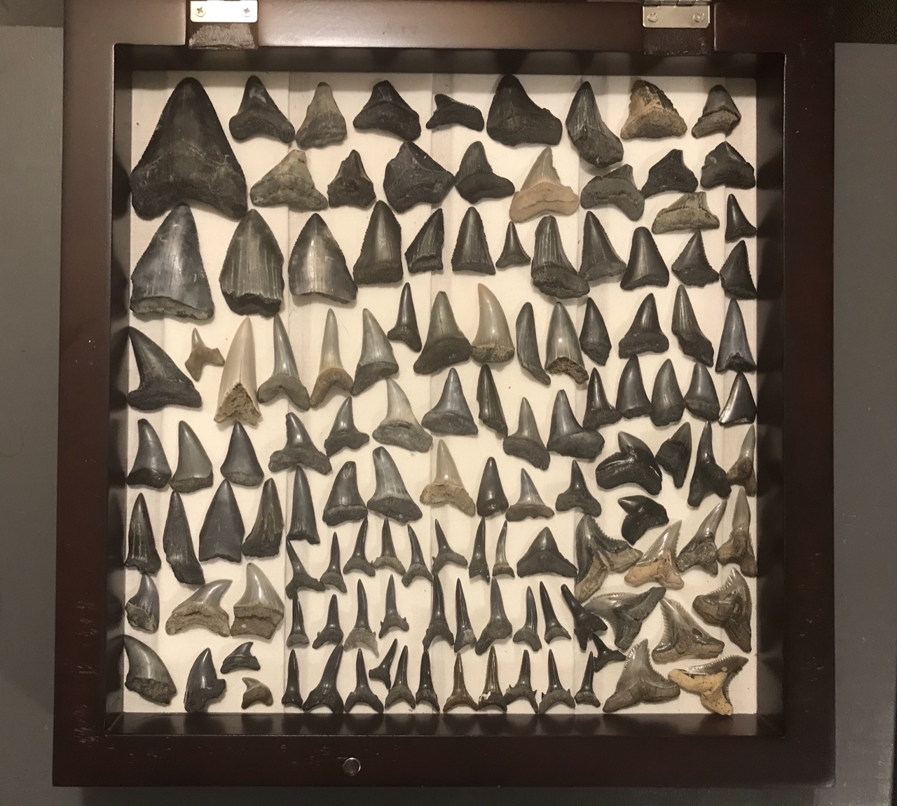 Shark Tooth Shadow Box Display From Recent Adventures - Fossil Hunting ...
