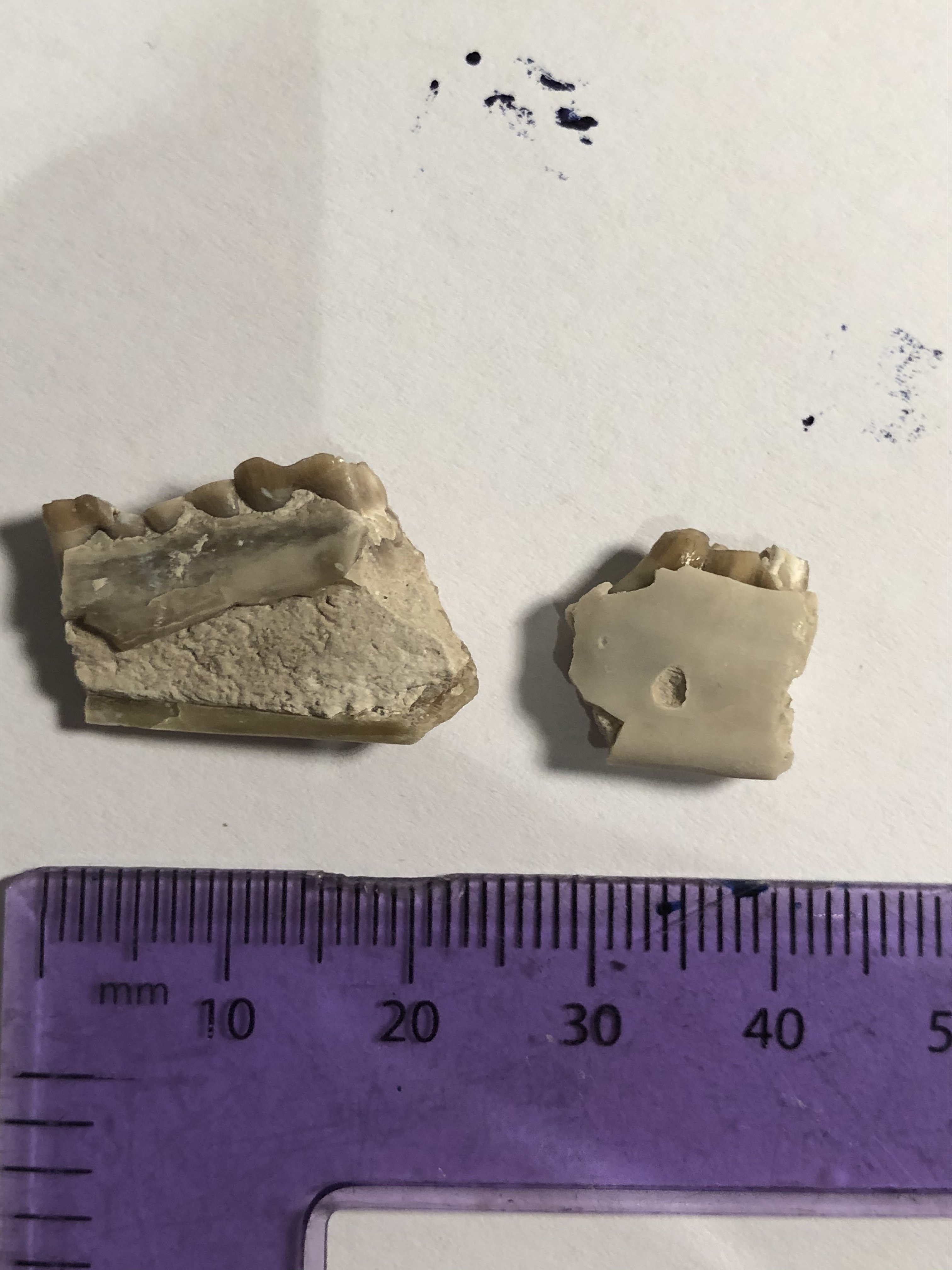 white river fossils - Fossil ID - The Fossil Forum