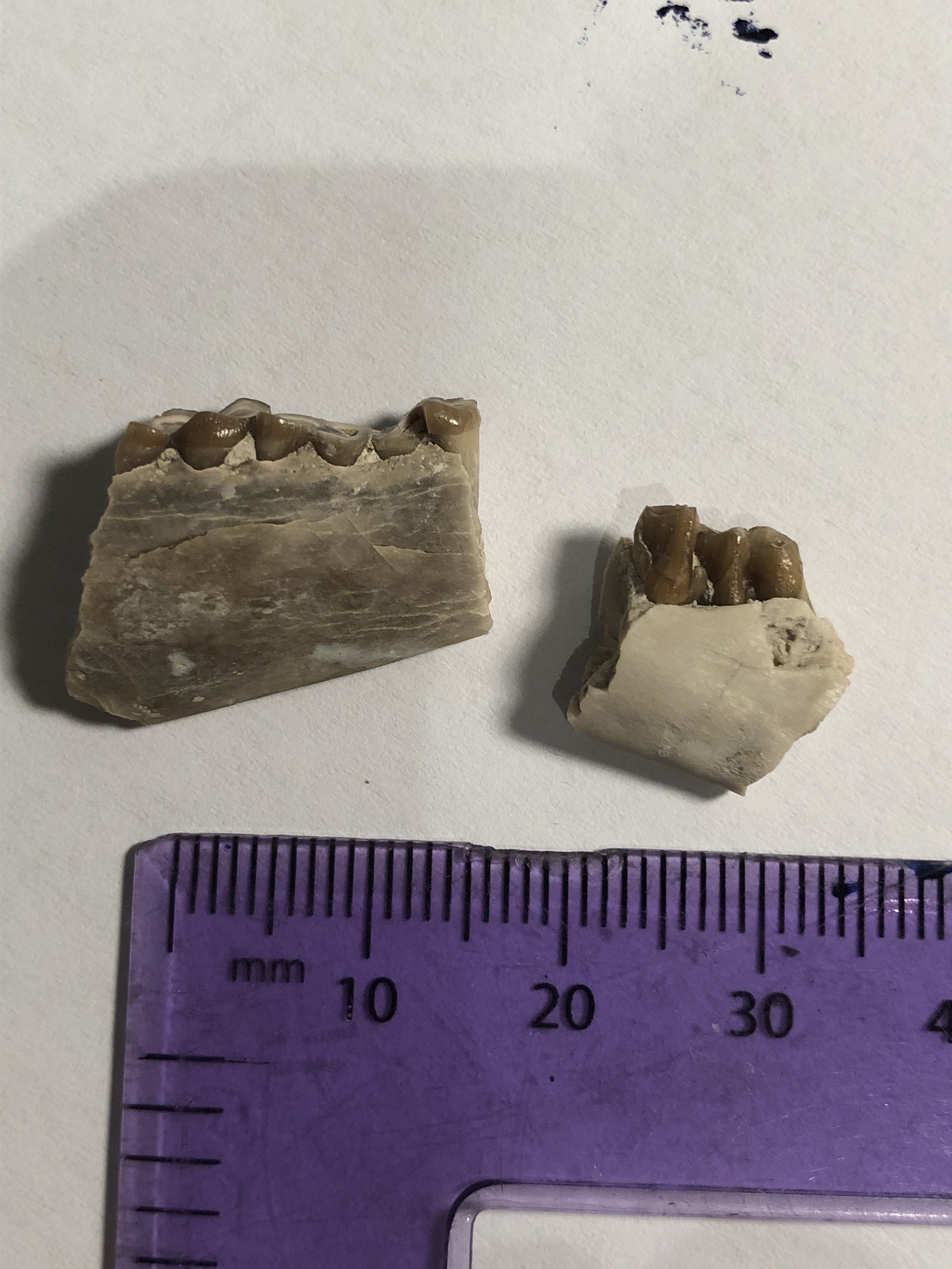 white river fossils - Fossil ID - The Fossil Forum