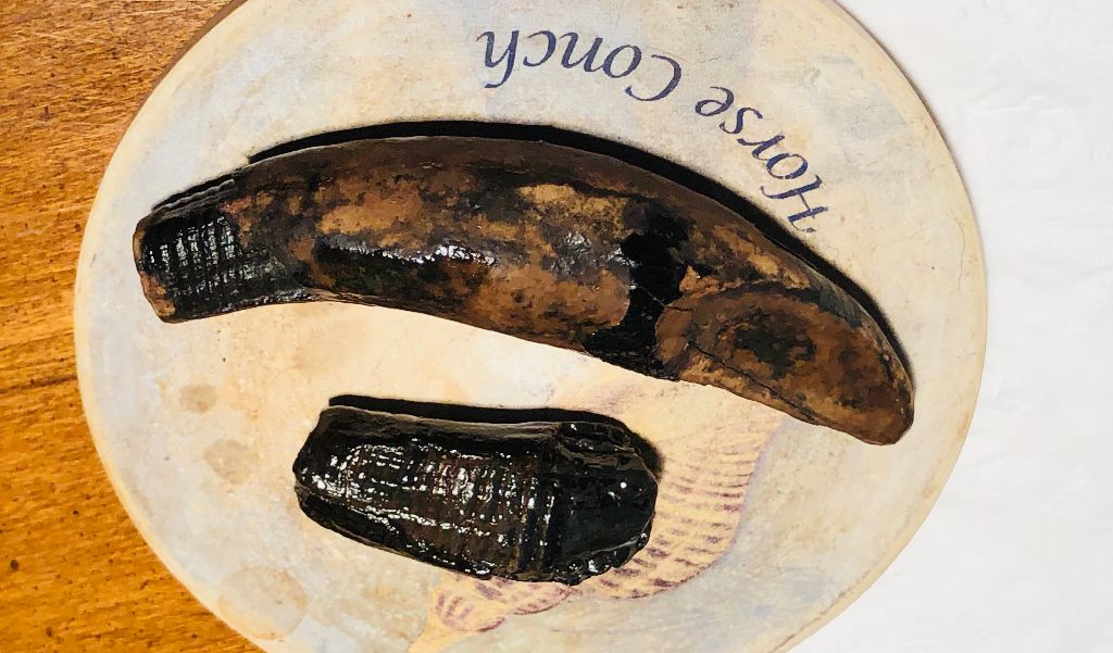 Cetacean Tooth from the Miocene? - Fossil ID - The Fossil Forum