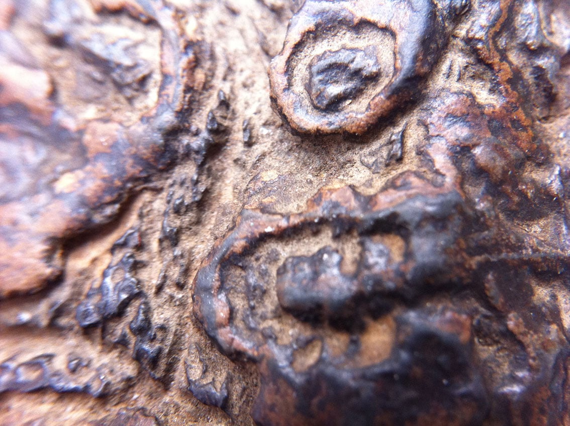 An item with an XRF for a possible ID - Fossil ID - The Fossil Forum