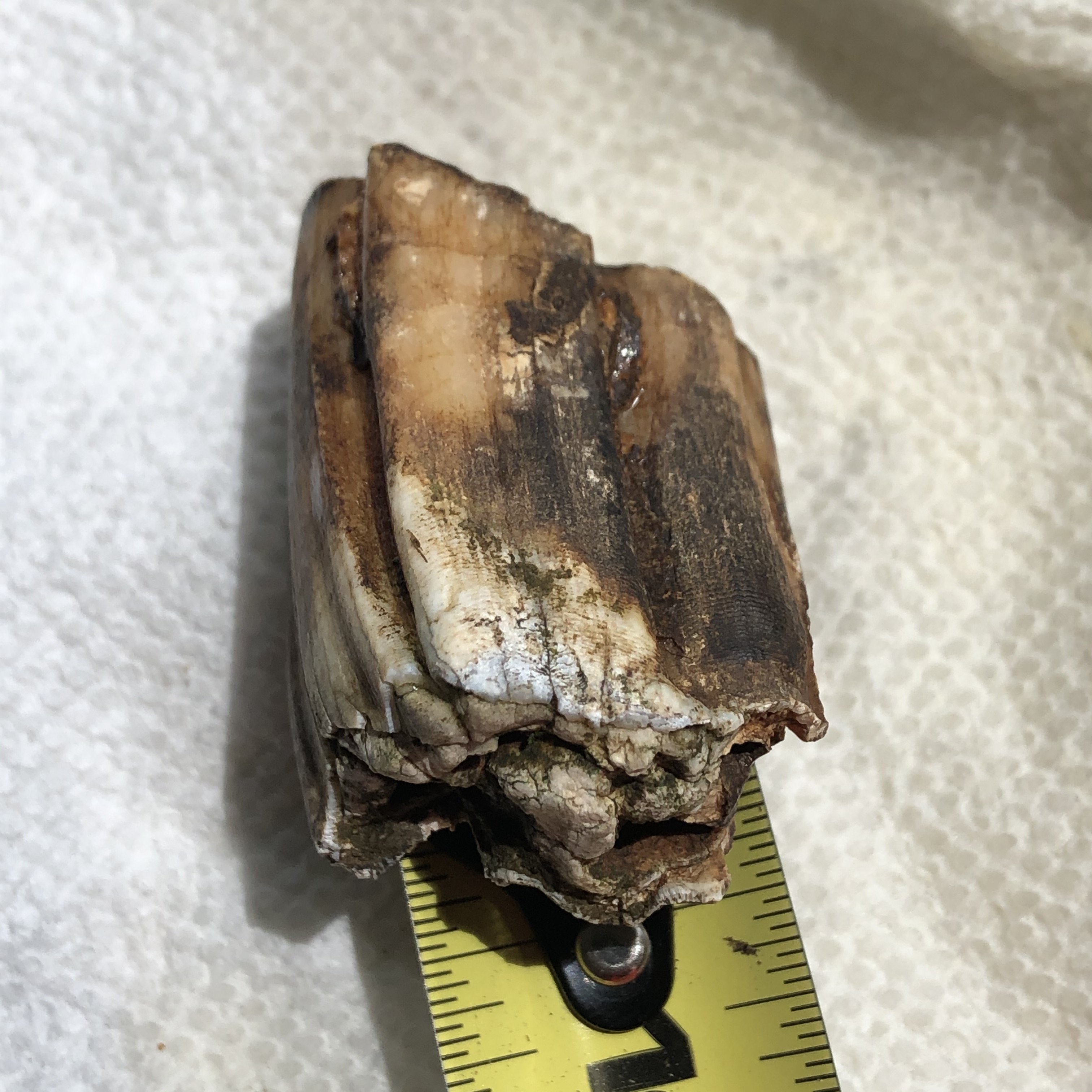 Ice Age Animal Tooth? - Fossil ID - The Fossil Forum
