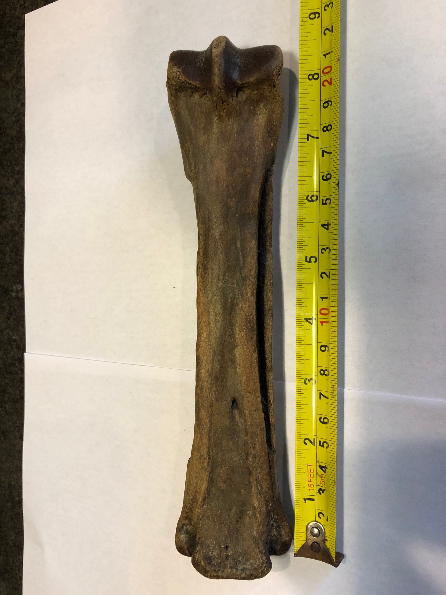 Pleistocene Leg Bone? - Fossil ID - The Fossil Forum