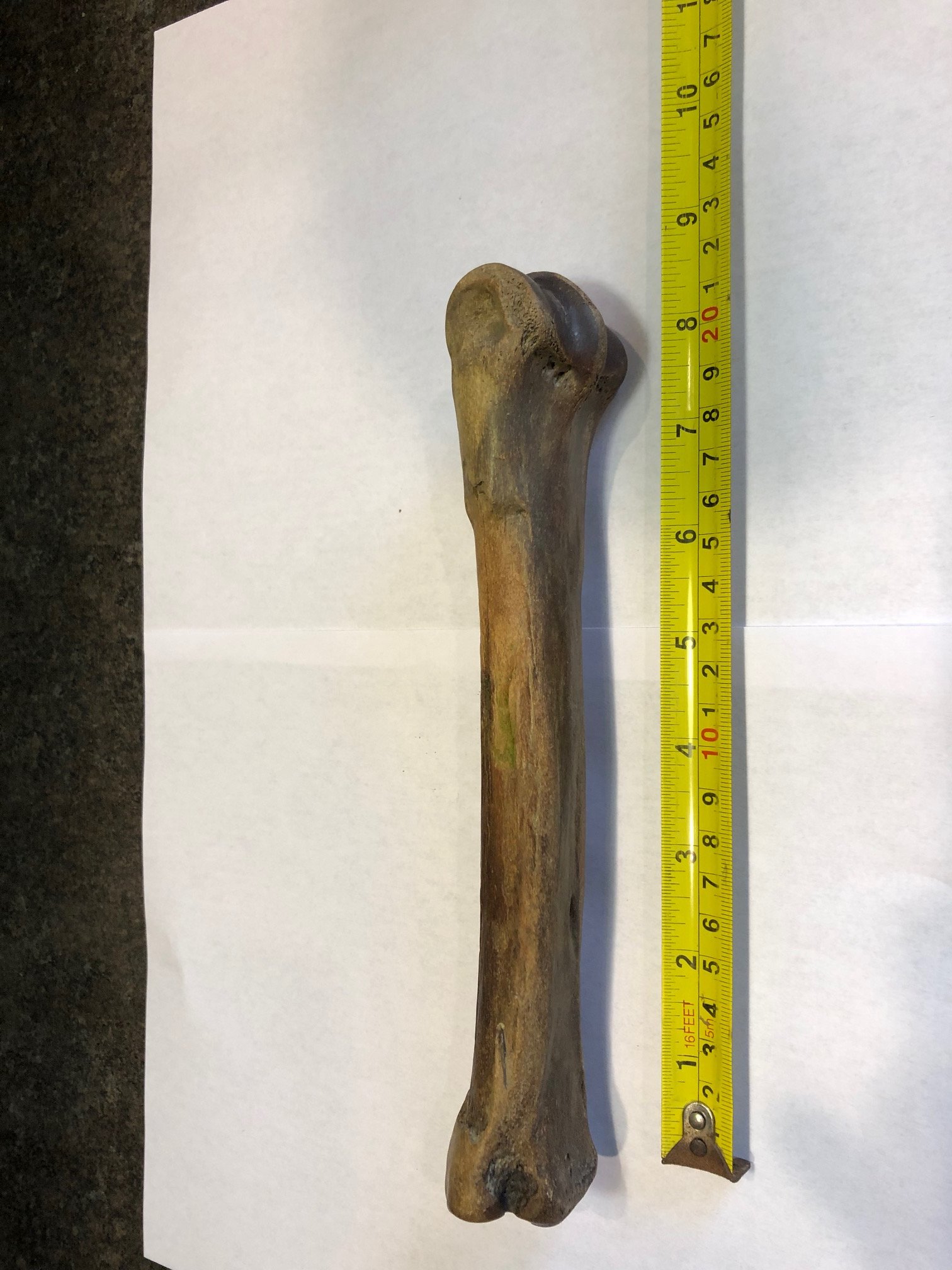 Pleistocene Leg Bone? - Fossil ID - The Fossil Forum
