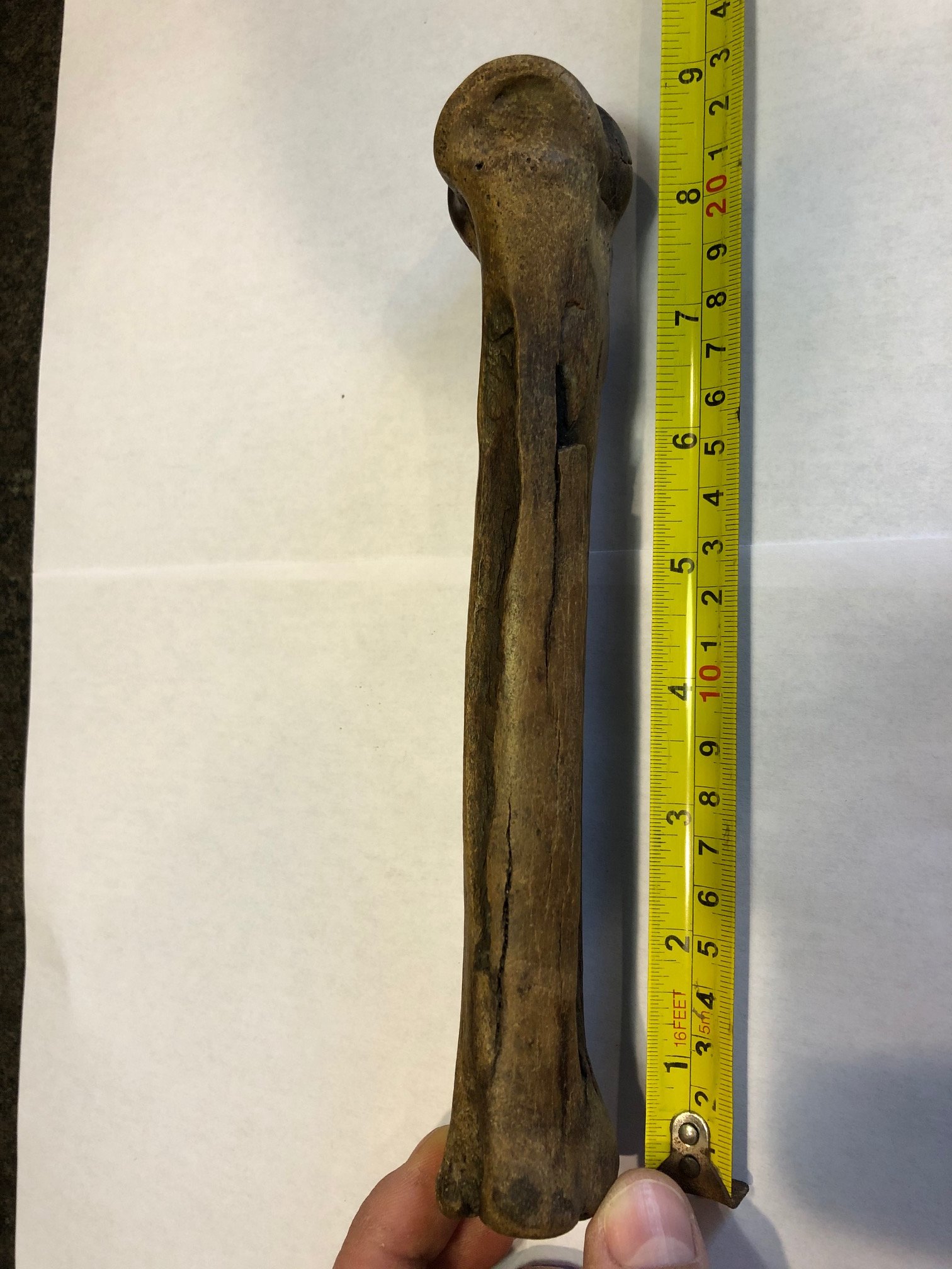 Pleistocene Leg Bone? - Fossil ID - The Fossil Forum