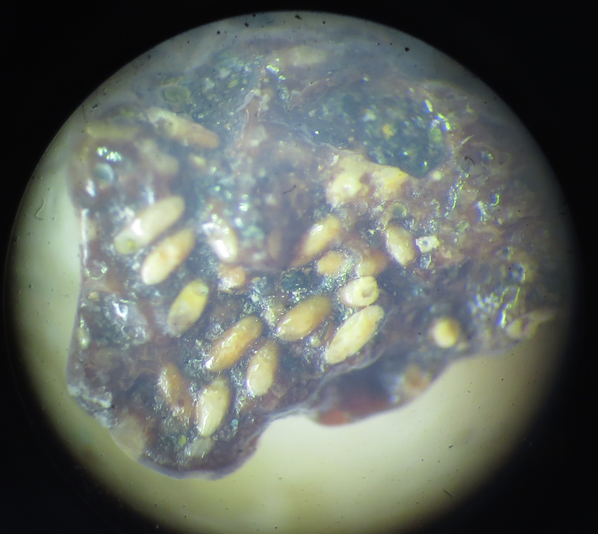 Coprolite? - Fossil ID - The Fossil Forum