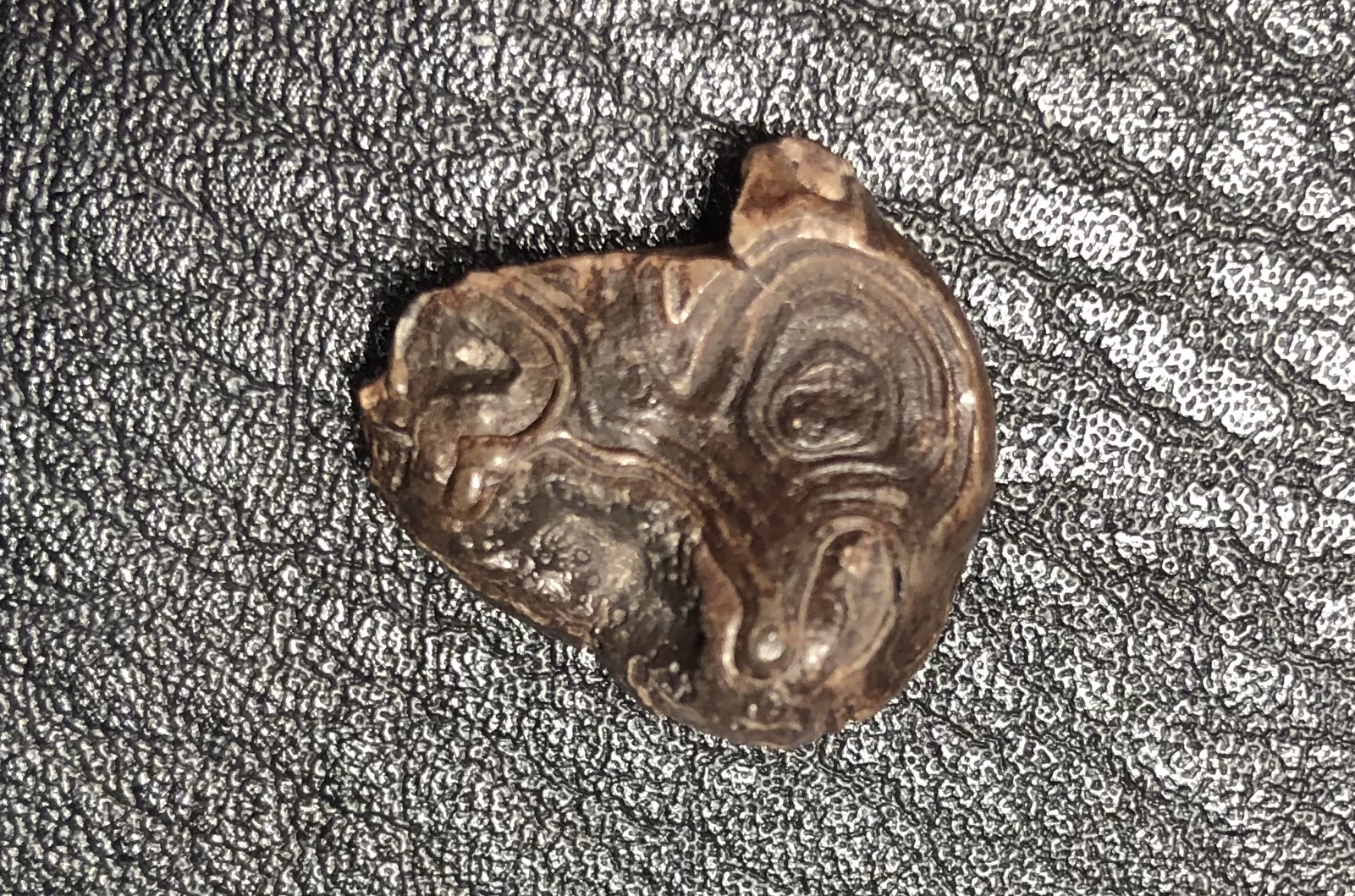 Molar cap - Fossil ID - The Fossil Forum