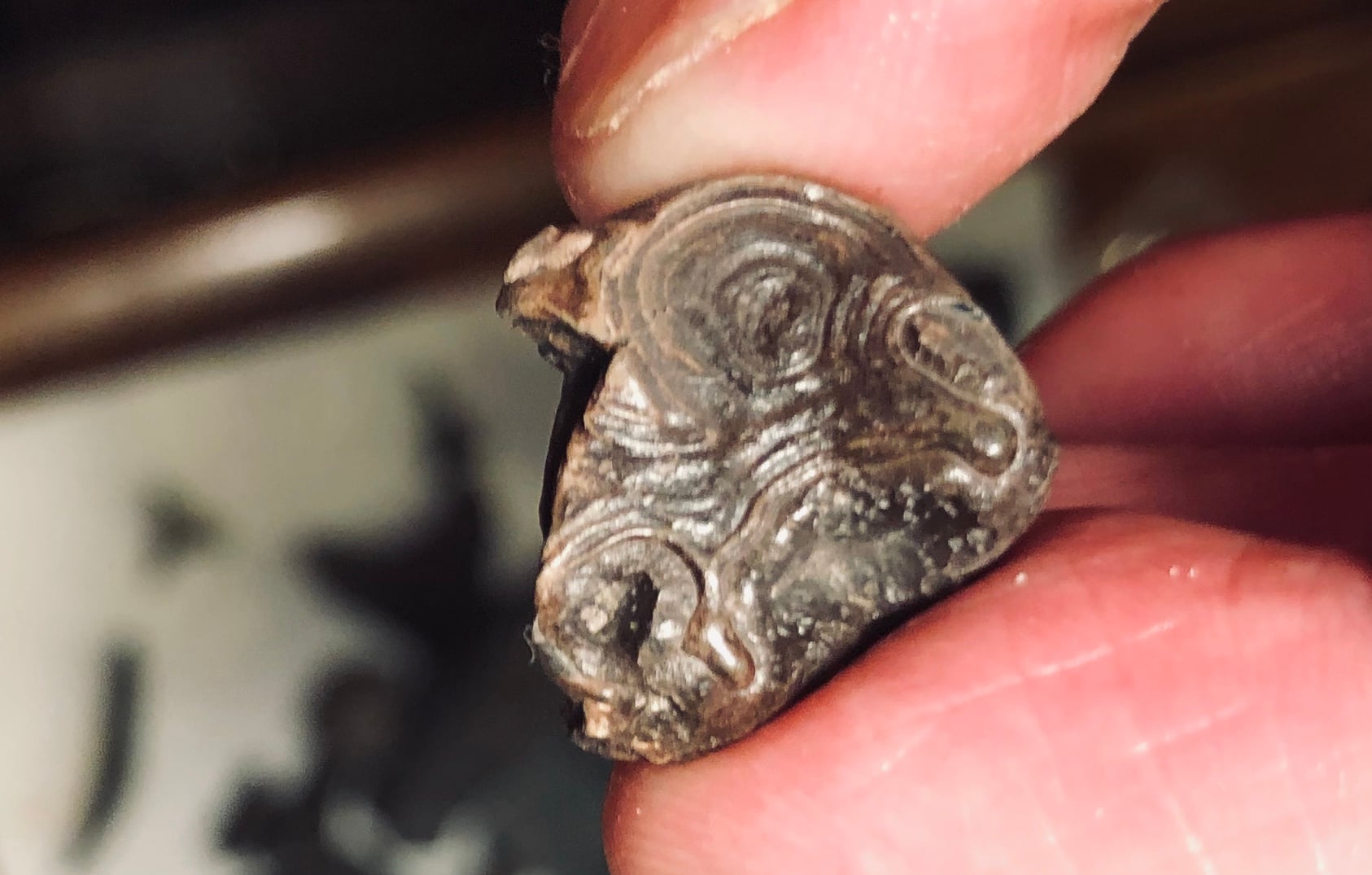 Molar cap - Fossil ID - The Fossil Forum