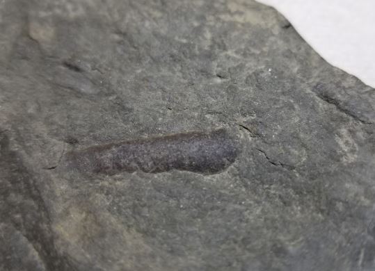 First Fossil Hunting Trip: Finger Lakes, NY - Fossil Hunting Trips ...