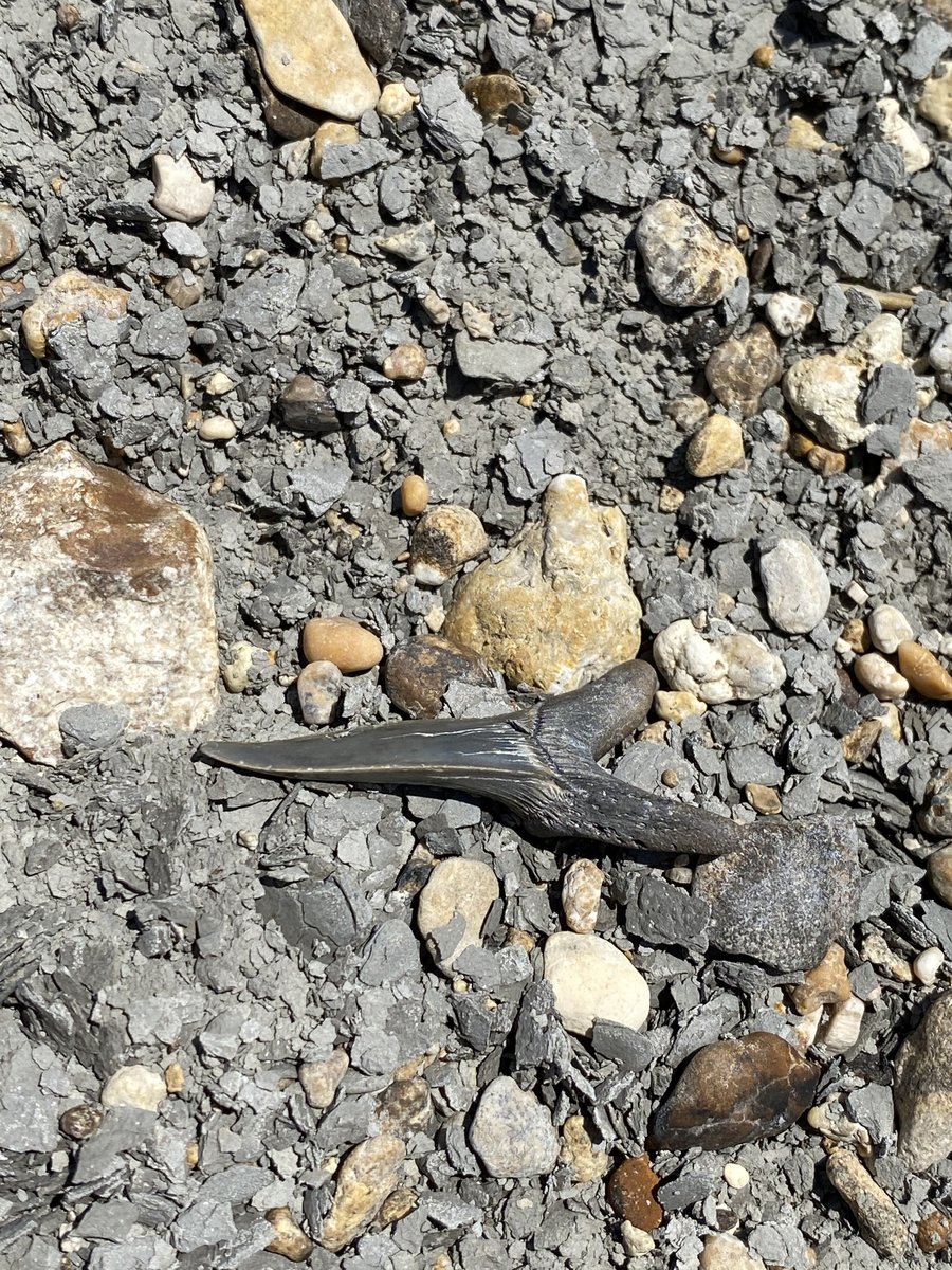 Scapanorhynchus texanus Anterior Tooth (in-situ) - Member Collections ...