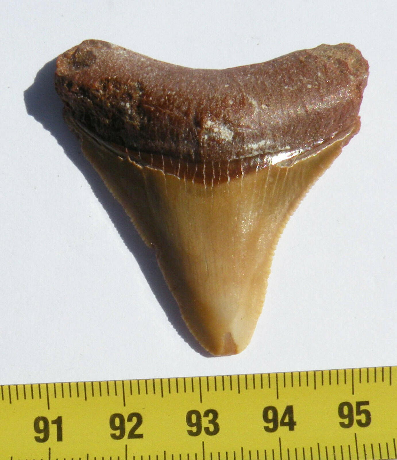 Moroccan Megalodon - Is It Real? How to Recognize Fossil Fabrications ...