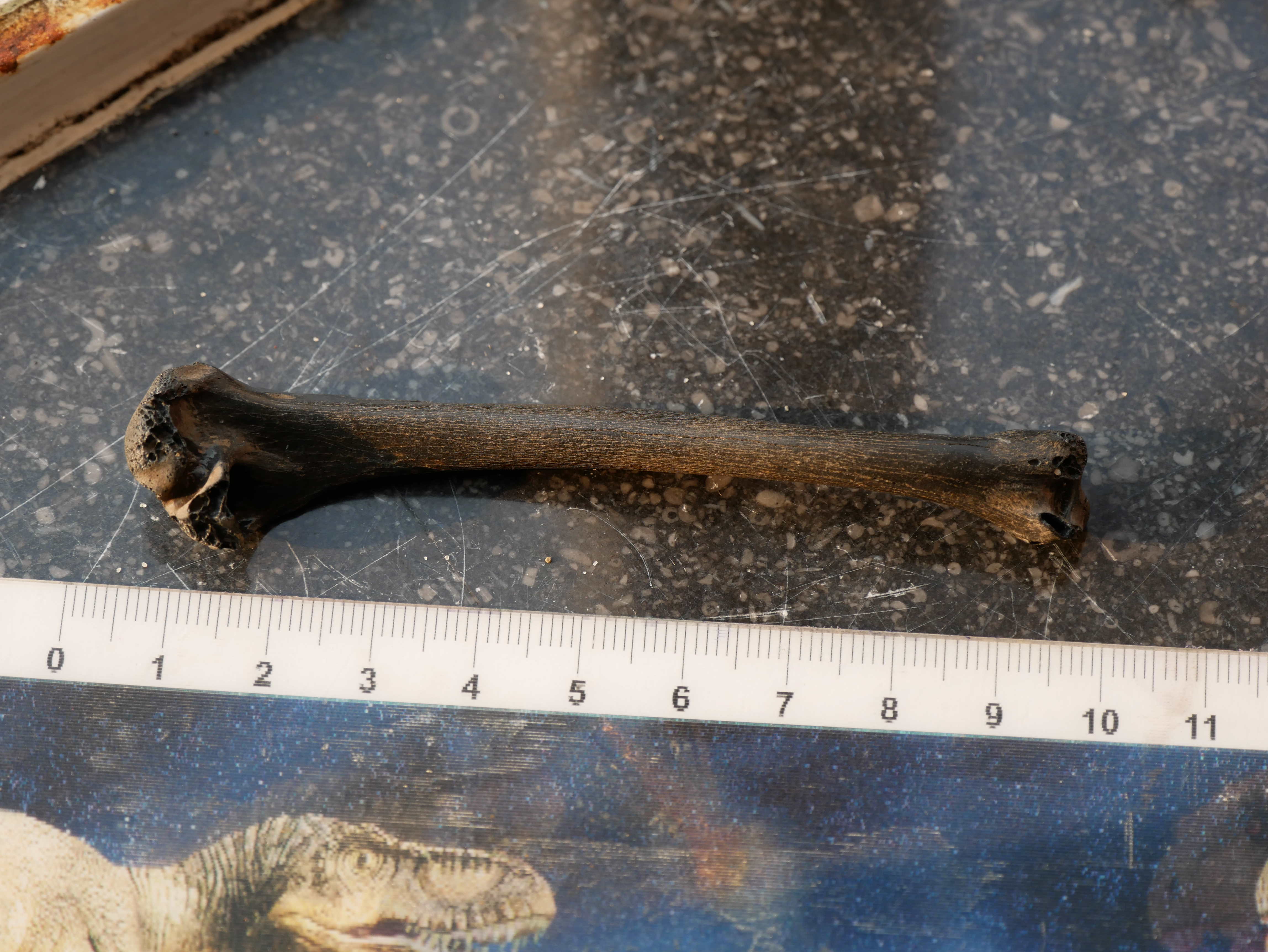 Nice bird bone from the Zandmotor - Fossil ID - The Fossil Forum