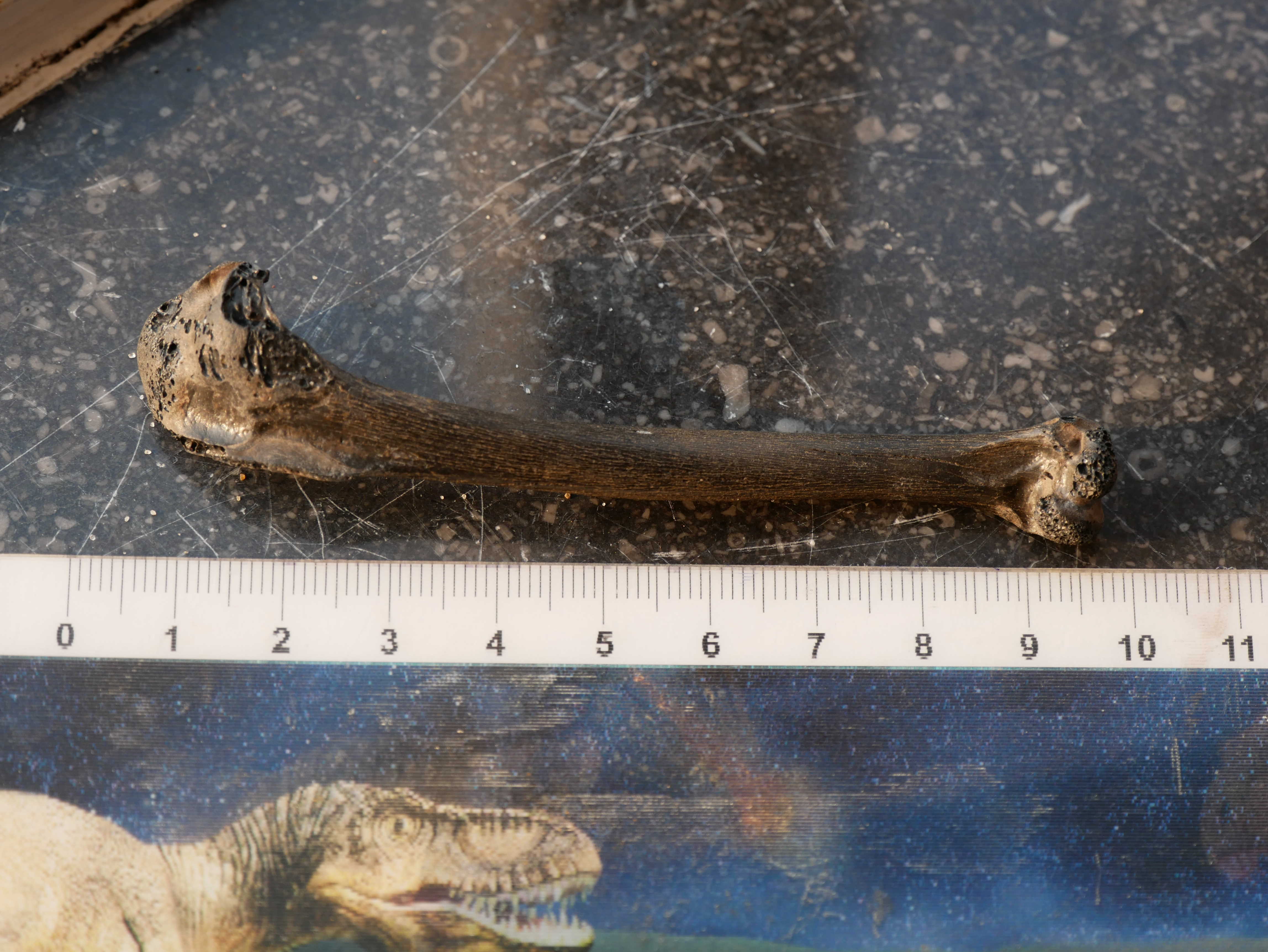 Nice bird bone from the Zandmotor - Fossil ID - The Fossil Forum