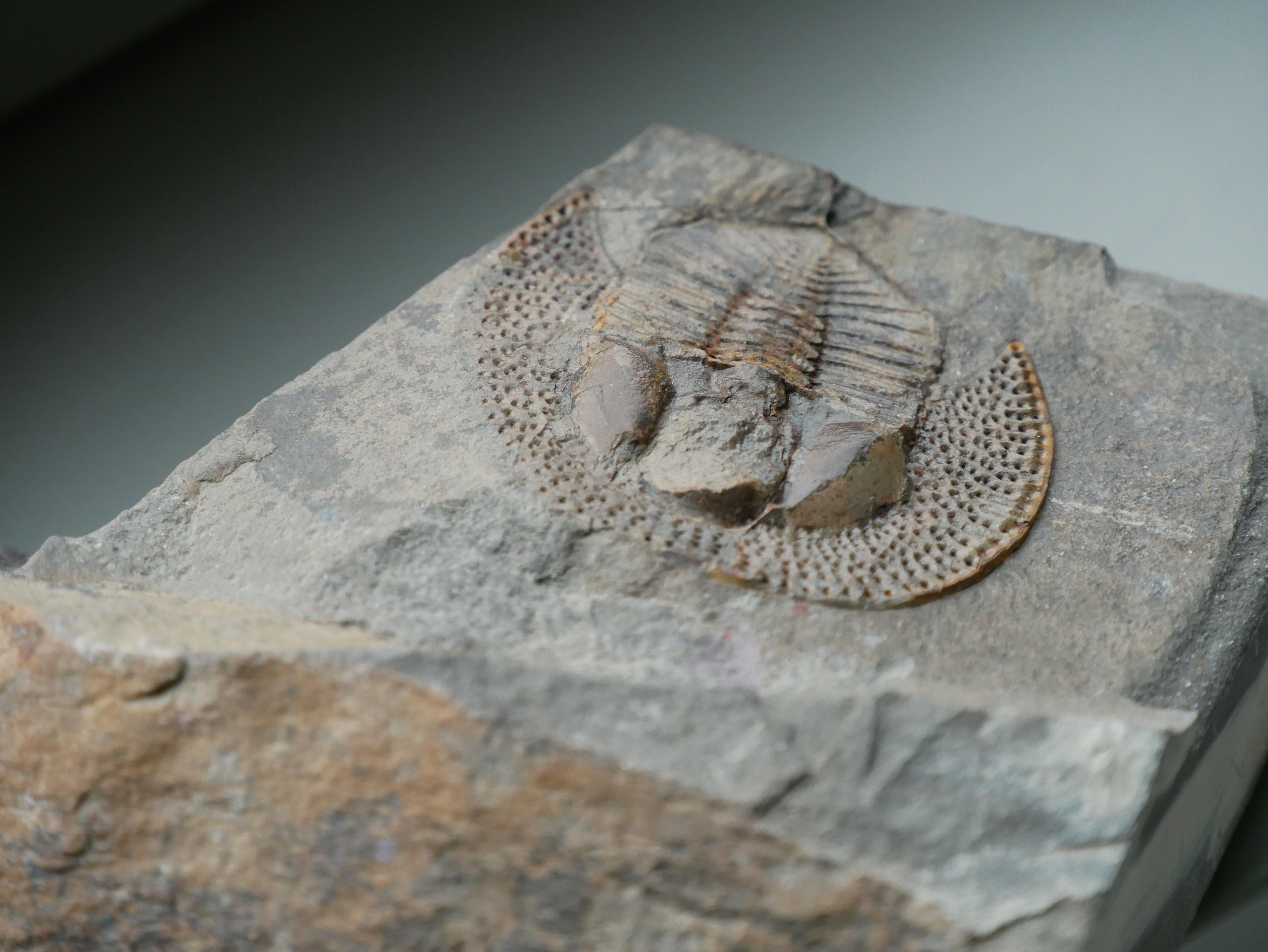 Cool Moroccan trilobite, maybe retouched? - Is It Real? How to ...