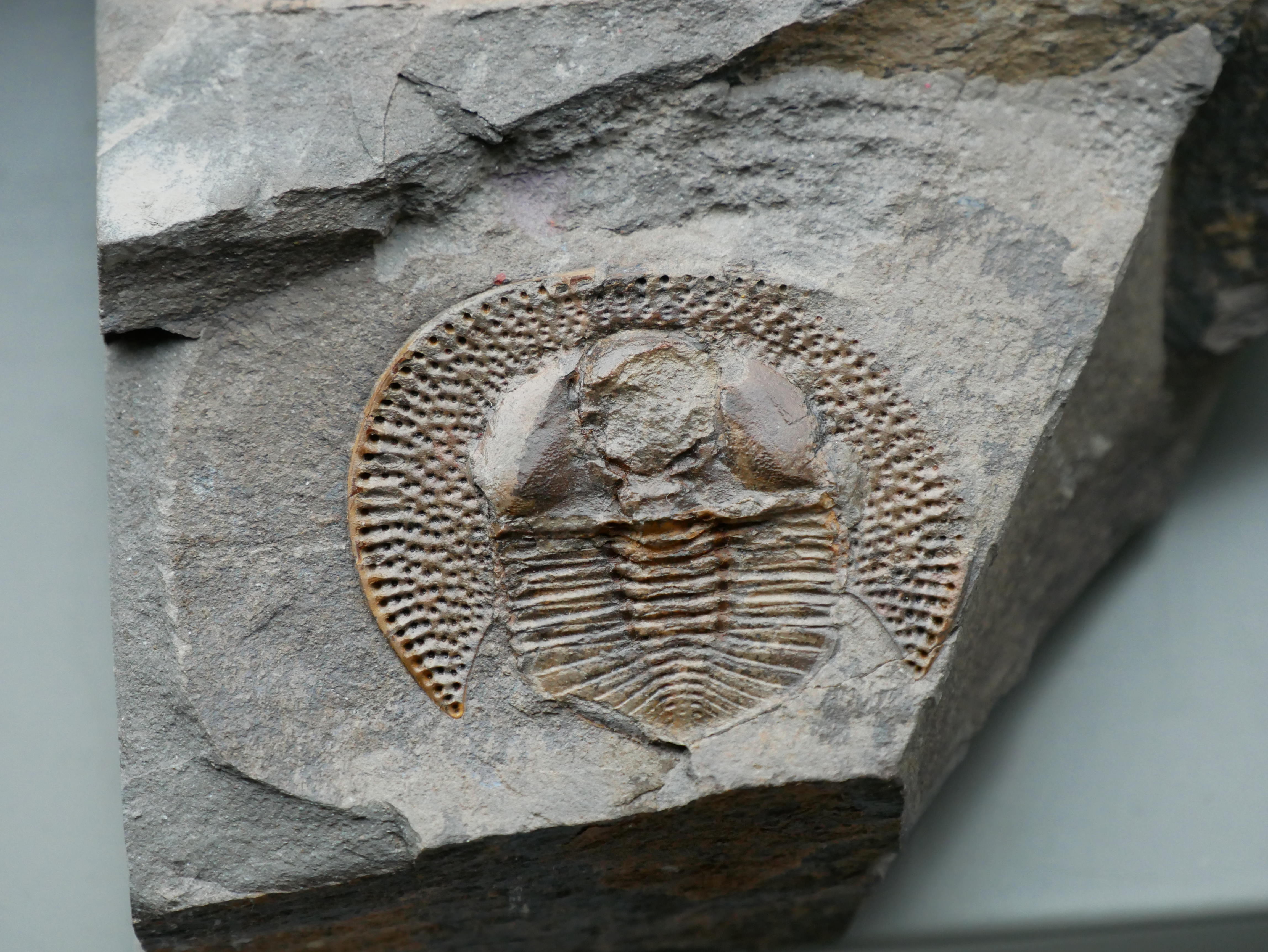 Cool Moroccan trilobite, maybe retouched? - Is It Real? How to ...