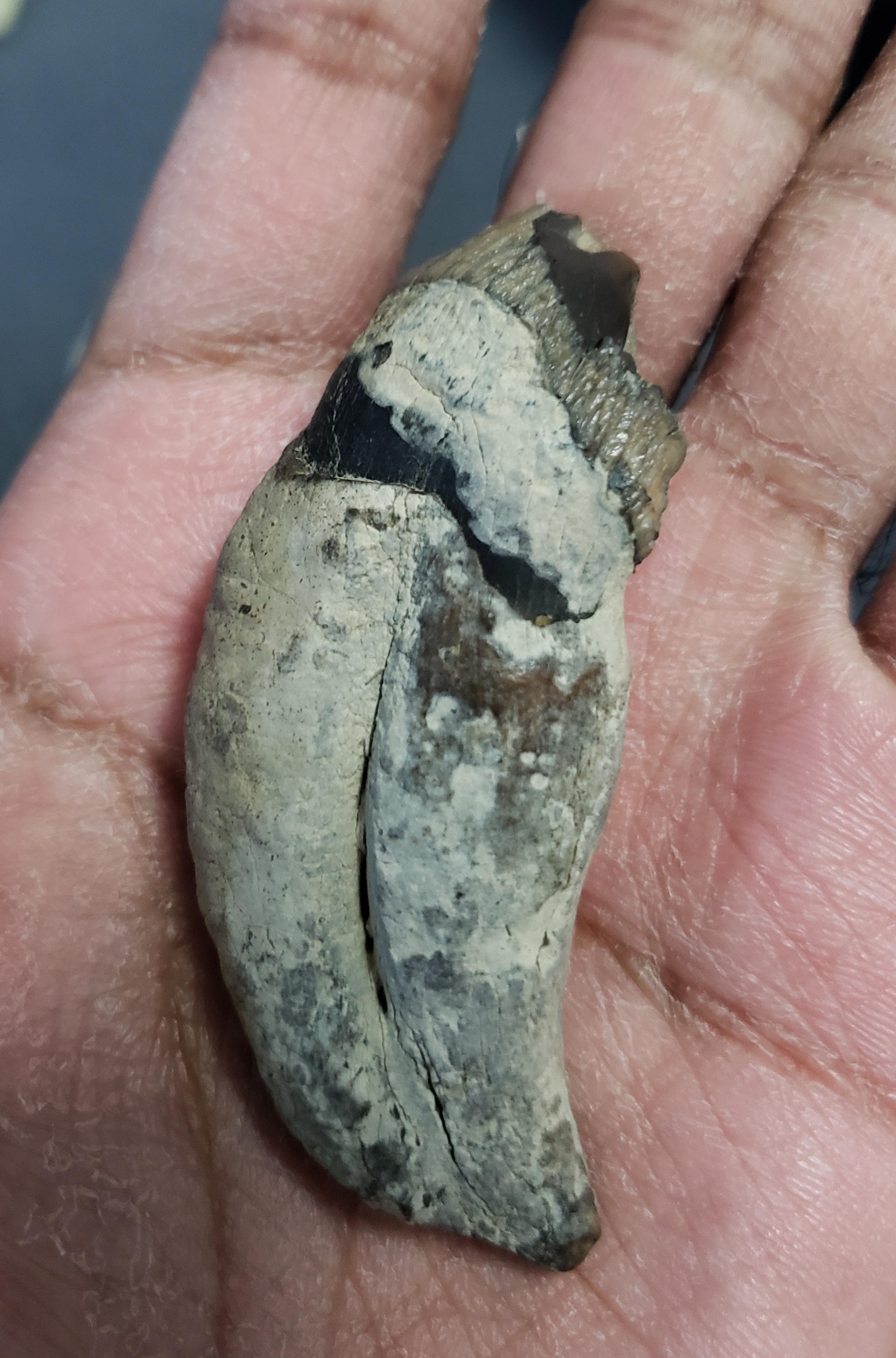 Aurora, NC - Squalodon? - Fossil ID - The Fossil Forum
