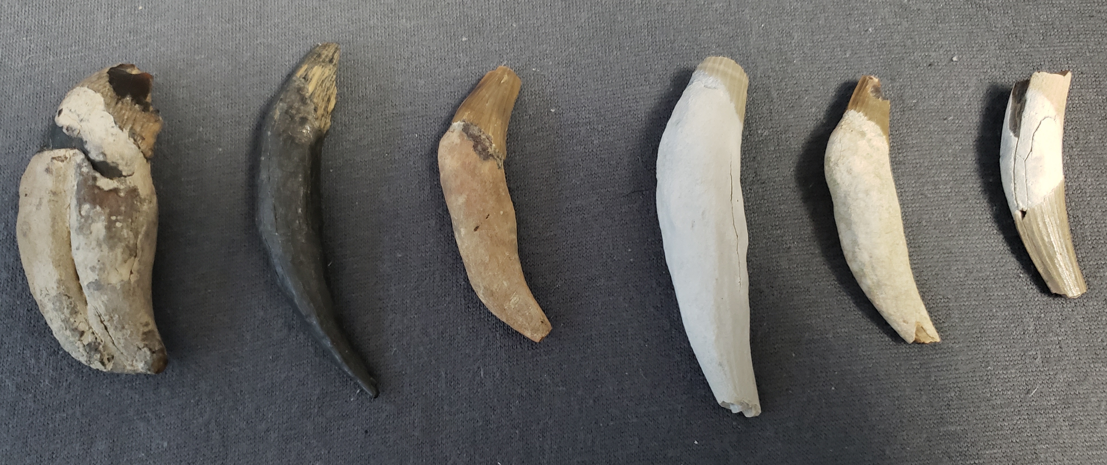 Aurora, NC - Squalodon? - Fossil ID - The Fossil Forum