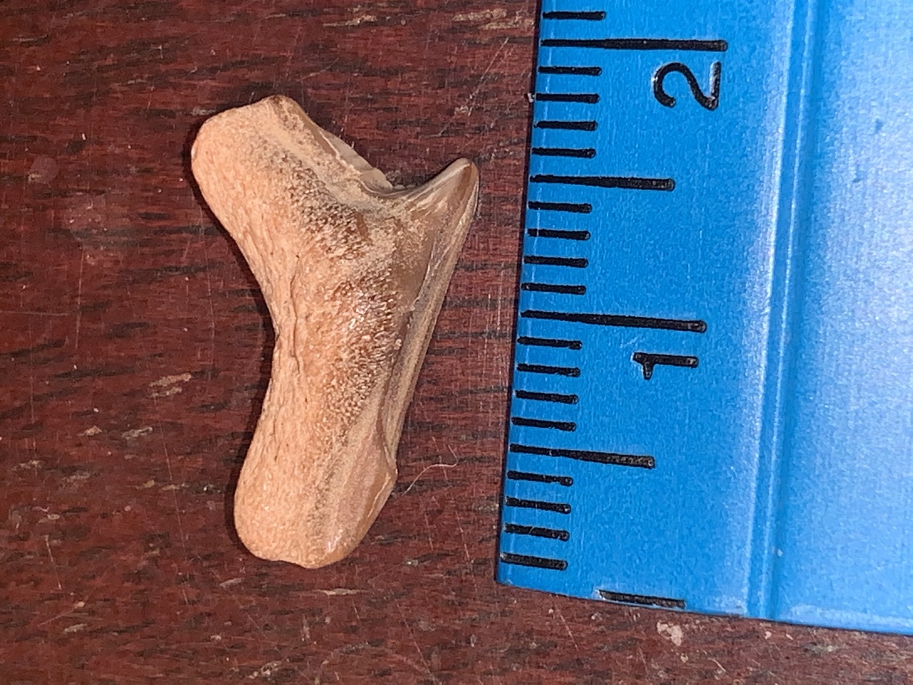 Tiger teeth - Fossil ID - The Fossil Forum