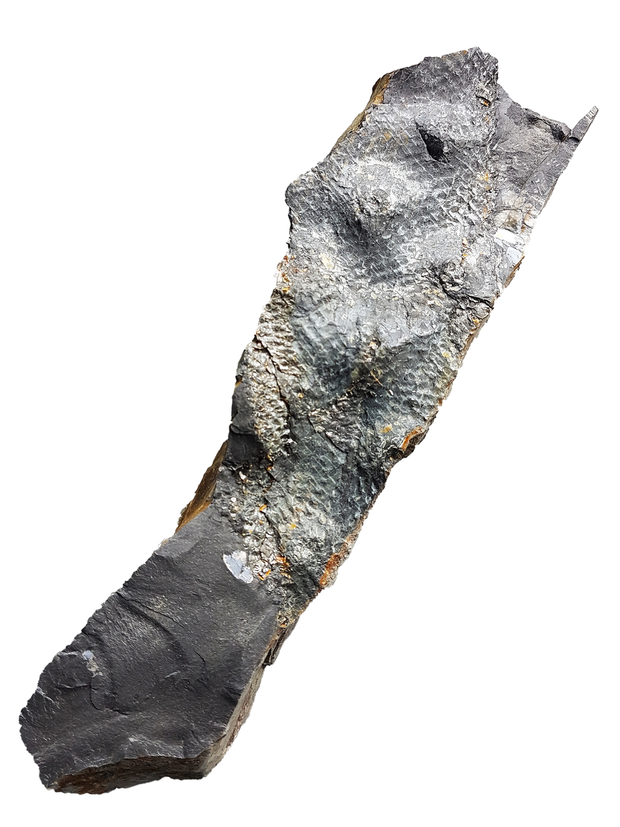 Show us your scale tree fossils. - Member Collections - The Fossil Forum