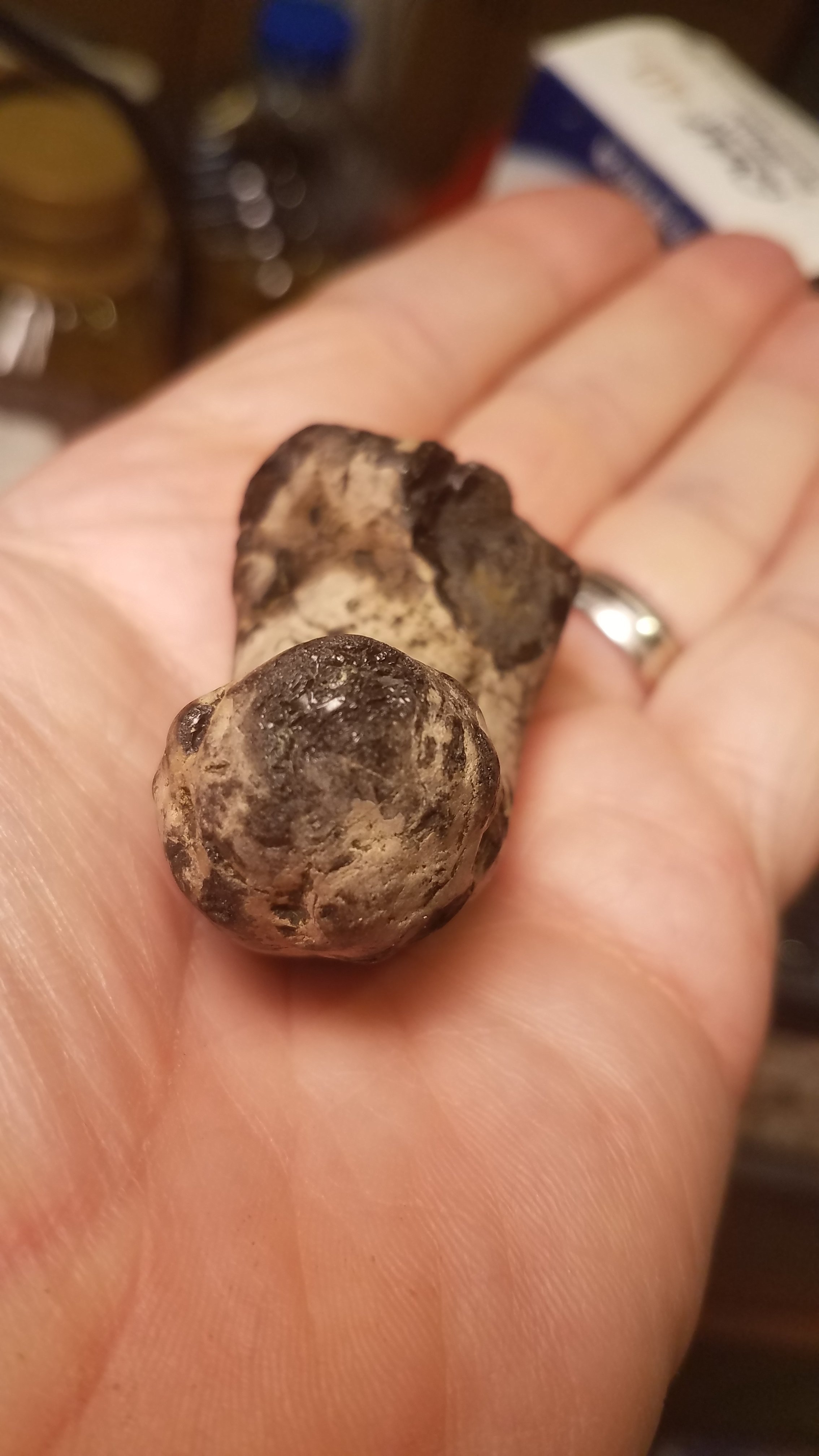 Marine Paleocene Poop? - Fossil ID - The Fossil Forum