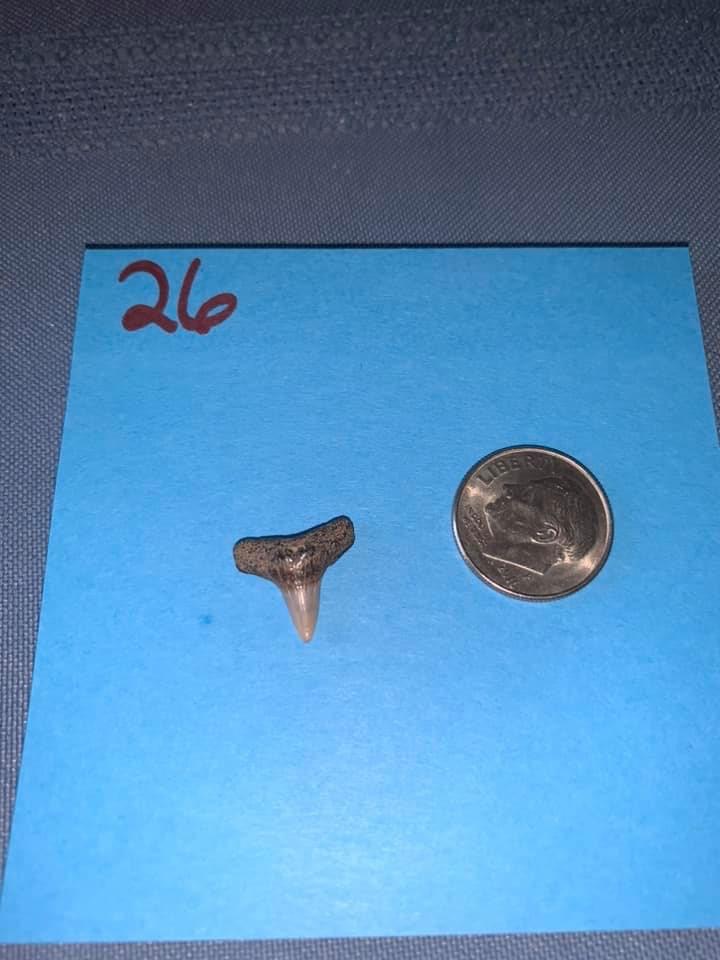Lemon shark? - Fossil ID - The Fossil Forum