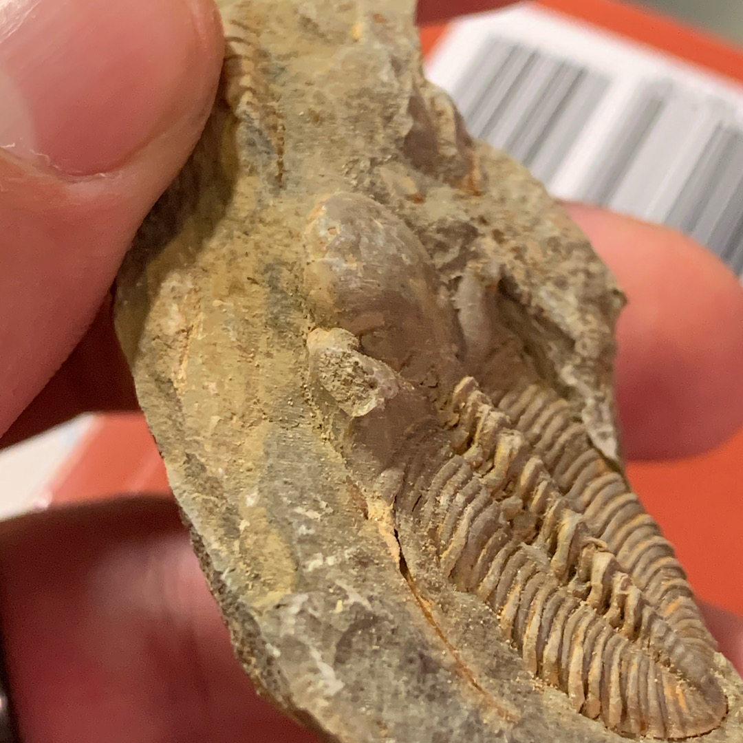 Help identifying mid Devonian trilobite species - Partners in ...