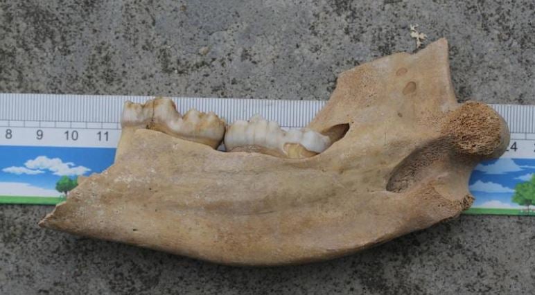Partial lower jaw from a mammal - Fossil ID - The Fossil Forum