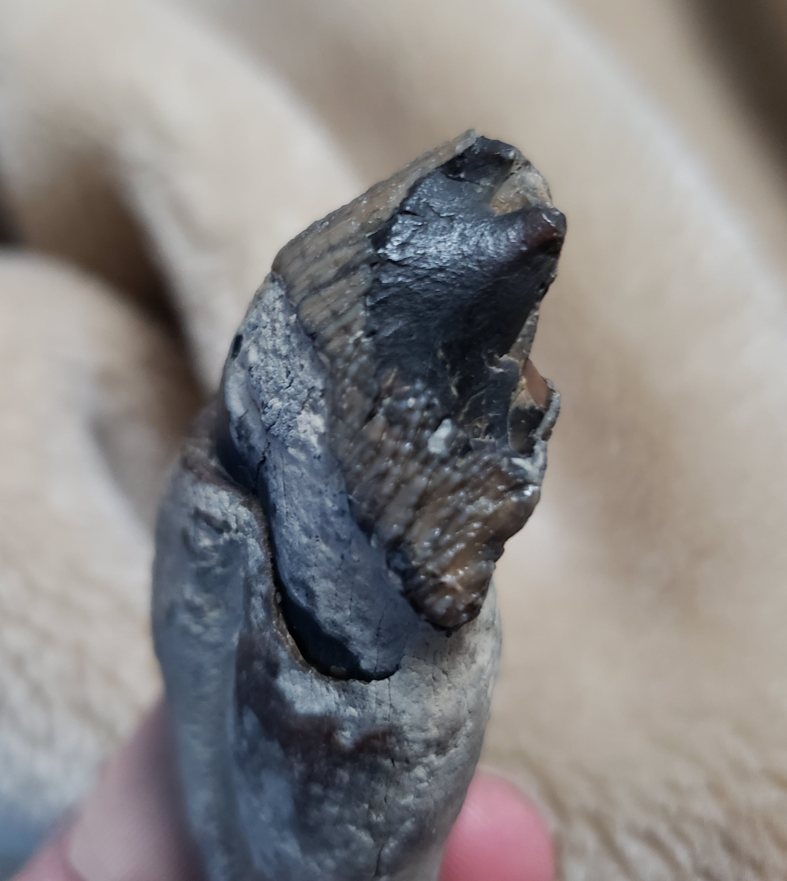 Aurora, NC - Squalodon? - Fossil ID - The Fossil Forum