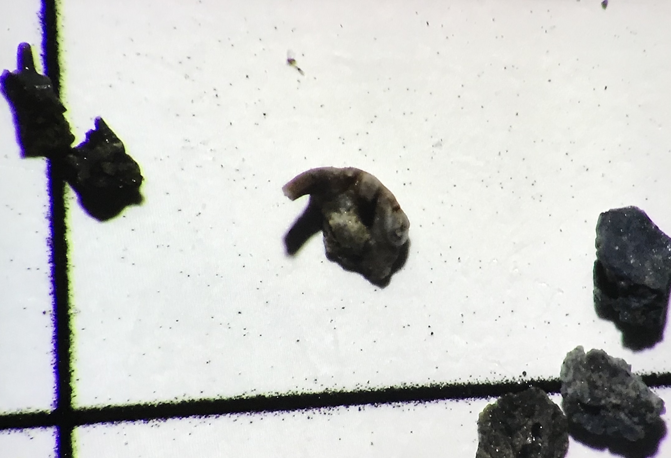 Microfossil slides and more tiny shark remains from the Devonian ...