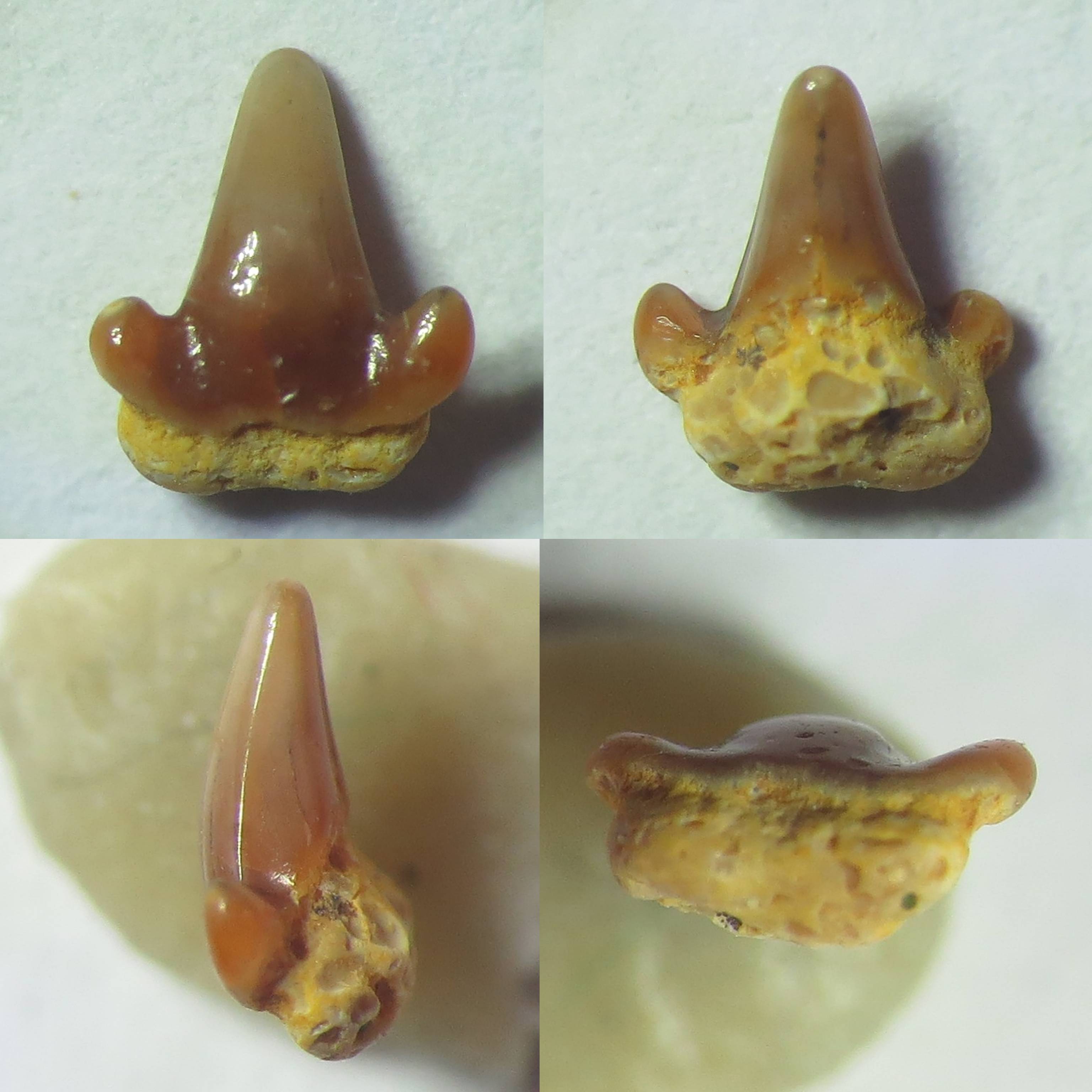 Pachyscyllium tooth? - Fossil ID - The Fossil Forum