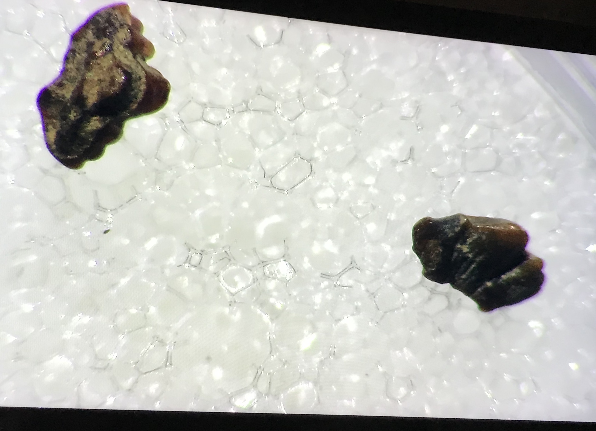 Cretaceous Orectolobiformes from Texas - Fossil ID - The Fossil Forum