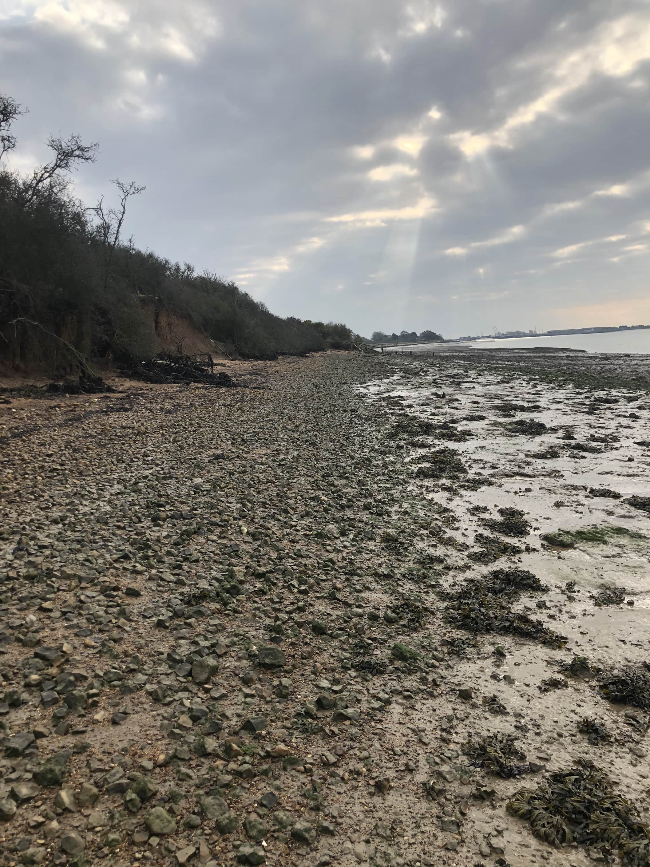 Burnham on crouch hunt - Fossil Hunting Trips - The Fossil Forum