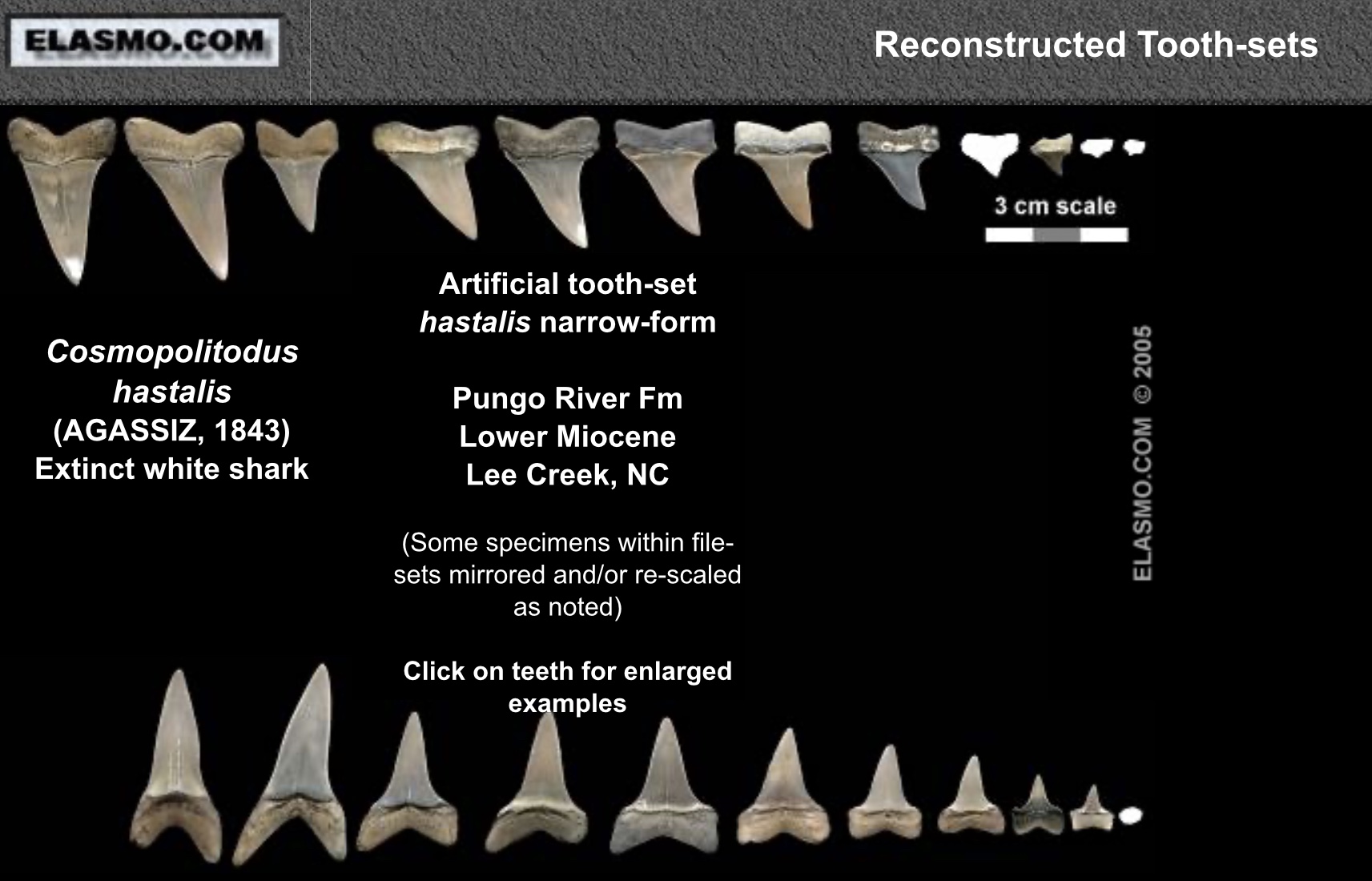 Carcharodon hastalis - Chile - Is It Real? How to Recognize Fossil ...