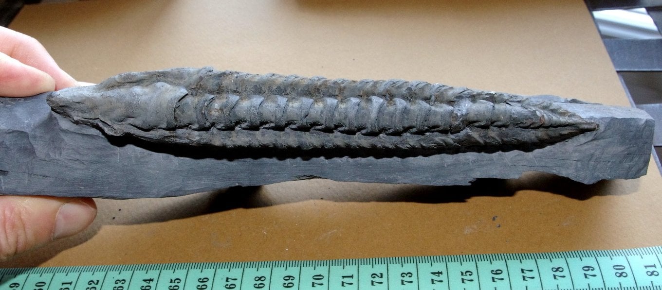 Trilobite Size vs. Quality - Fossil Hunting Trips - The Fossil Forum