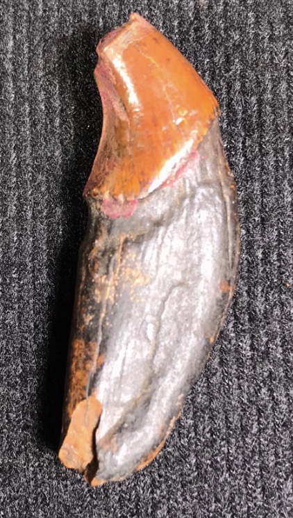 Spectacled (?) Bear tooth - Is It Real? How to Recognize Fossil ...