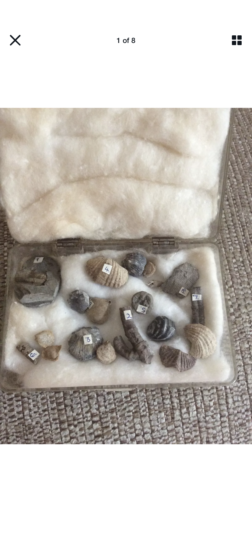 Just got these. Help with ID please. - Fossil ID - The Fossil Forum