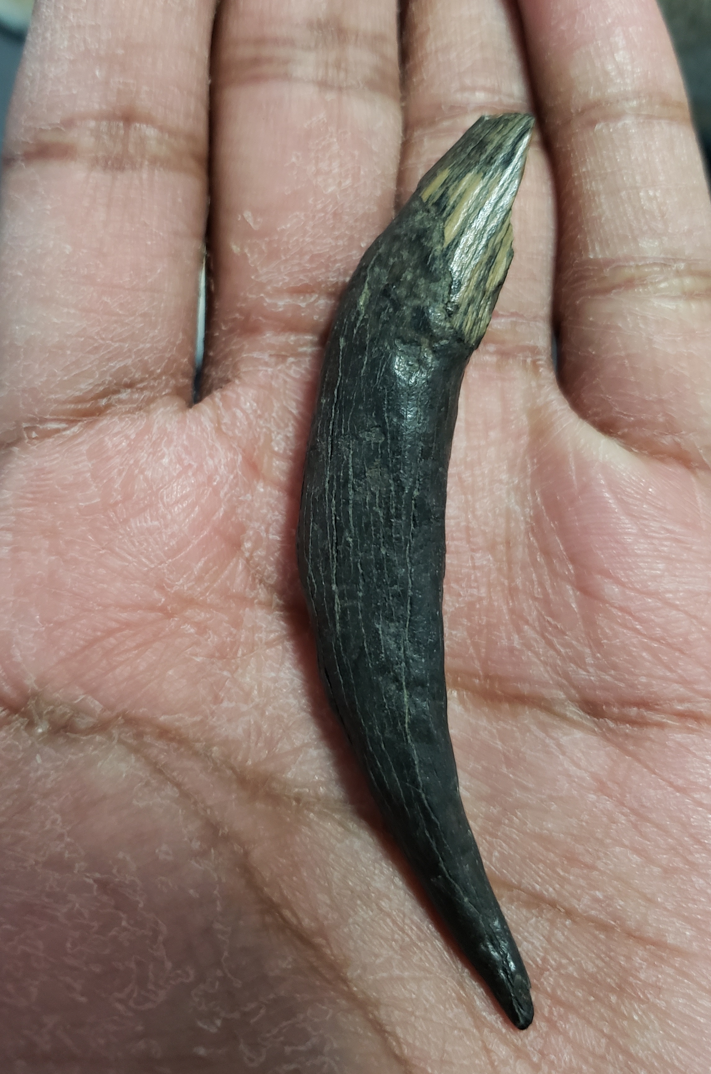 Aurora, NC - Squalodon? - Fossil ID - The Fossil Forum