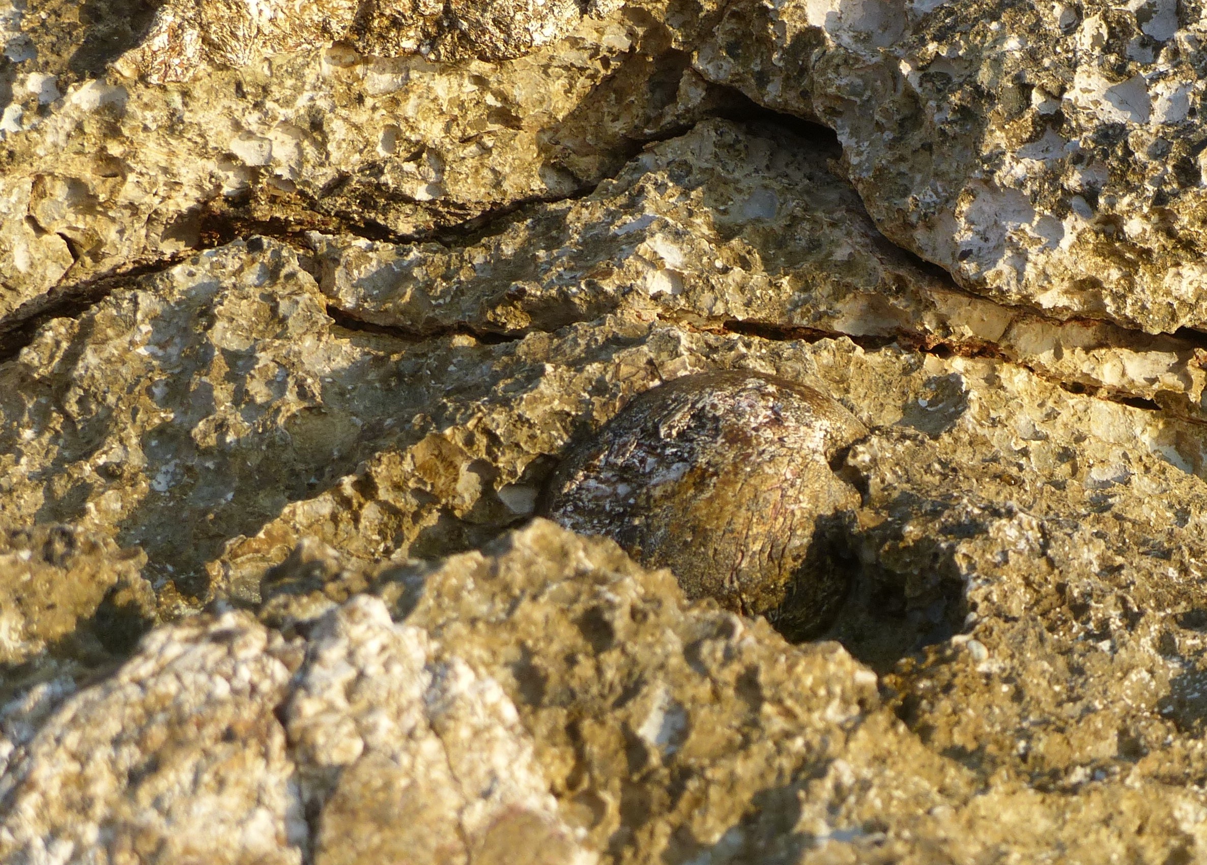 Petrified coconut? - Fossil ID - The Fossil Forum