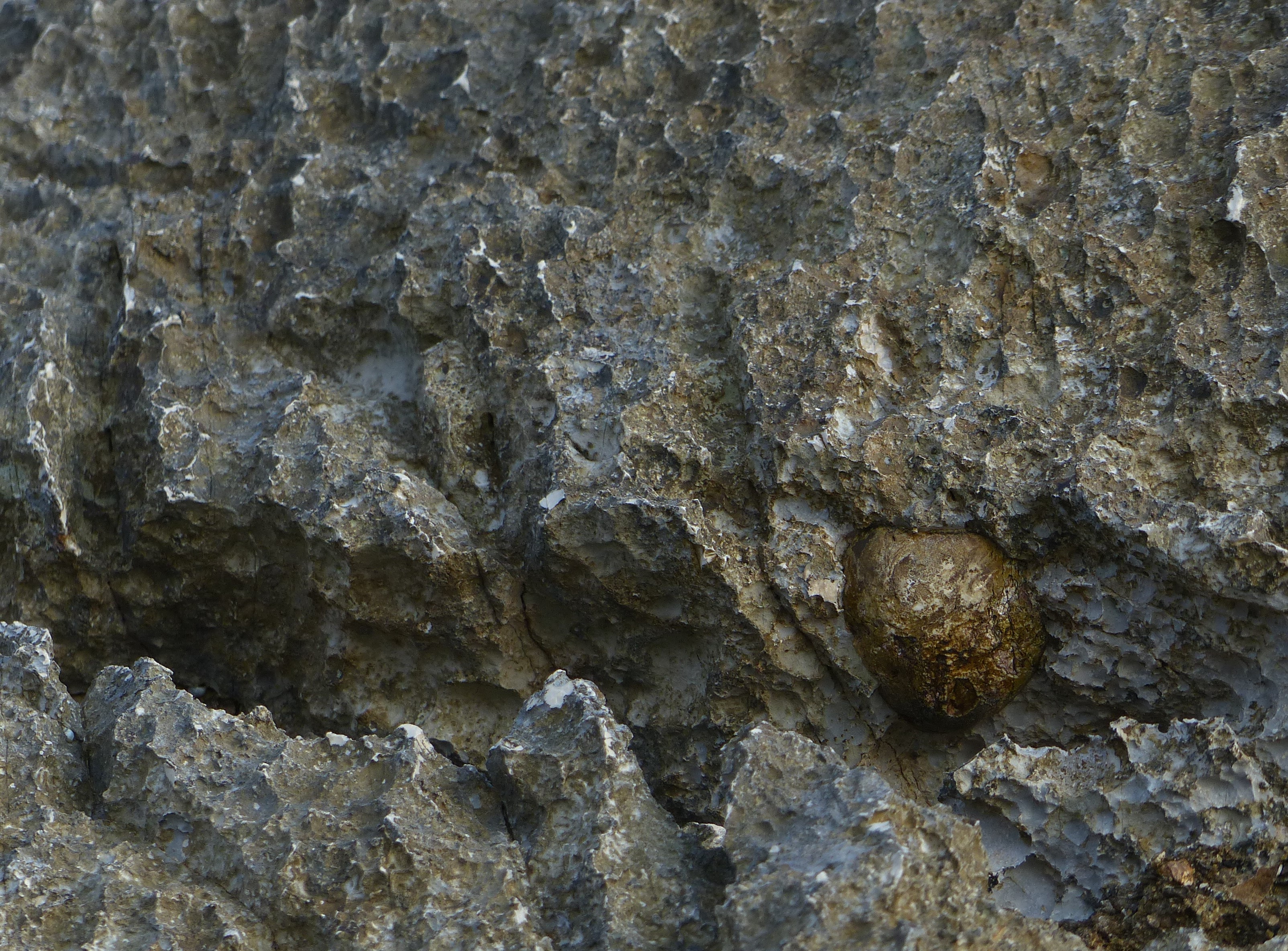 Petrified coconut? - Fossil ID - The Fossil Forum