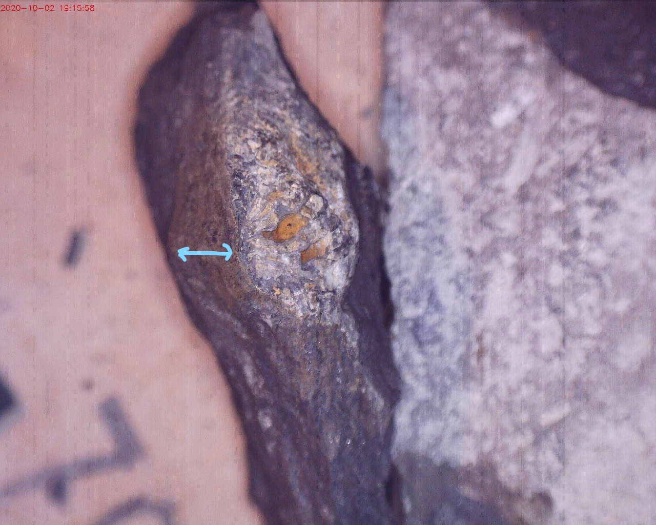 swirl pattern - Fossil ID - The Fossil Forum