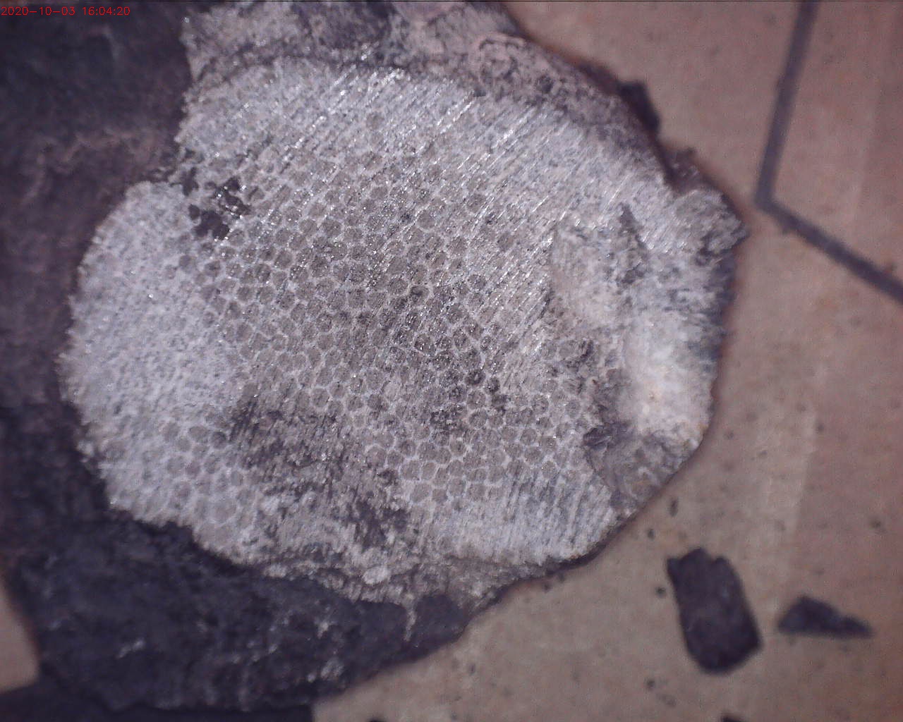 swirl pattern - Fossil ID - The Fossil Forum